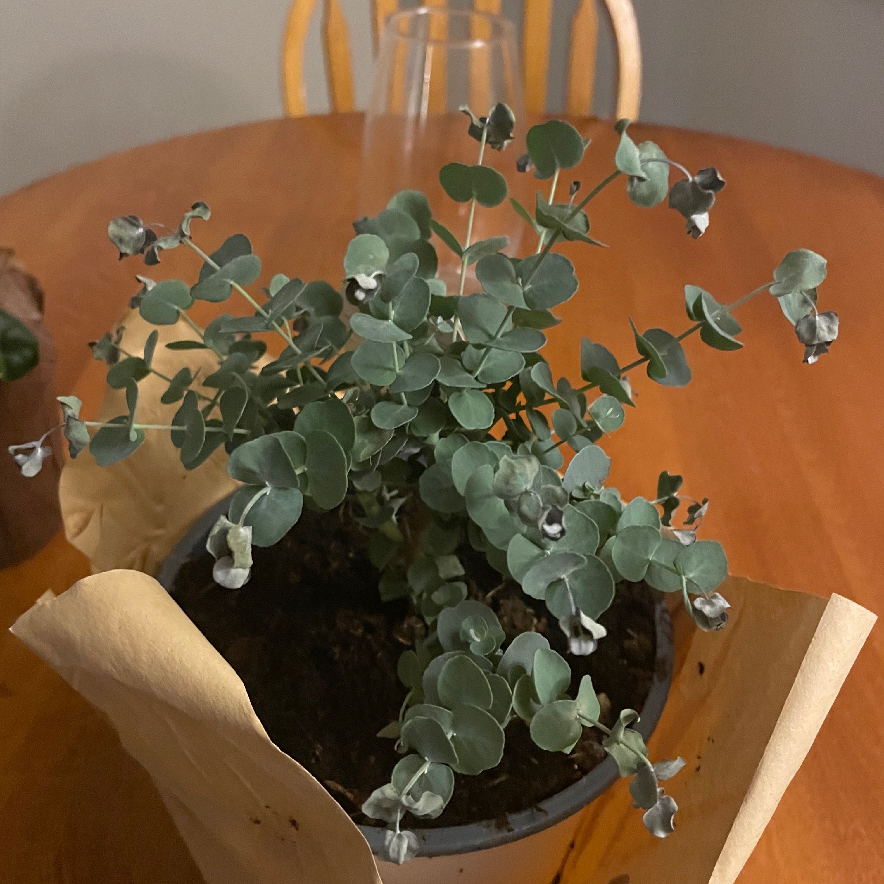 Why Are My Silver Dollar Tree Leaves Droopy?