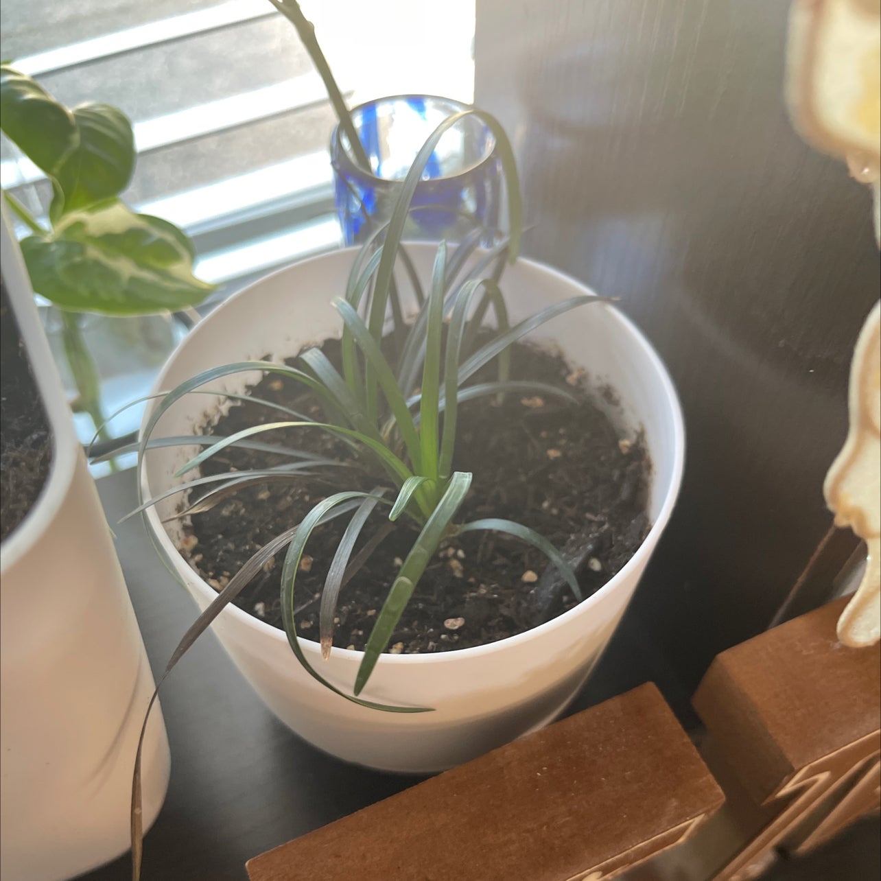 Propagating My Mondo Grass: Step-by-Step Guide