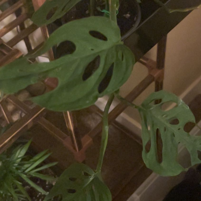 The Complete Monstera obliqua var. expilata Plant Care Guide: Water ...