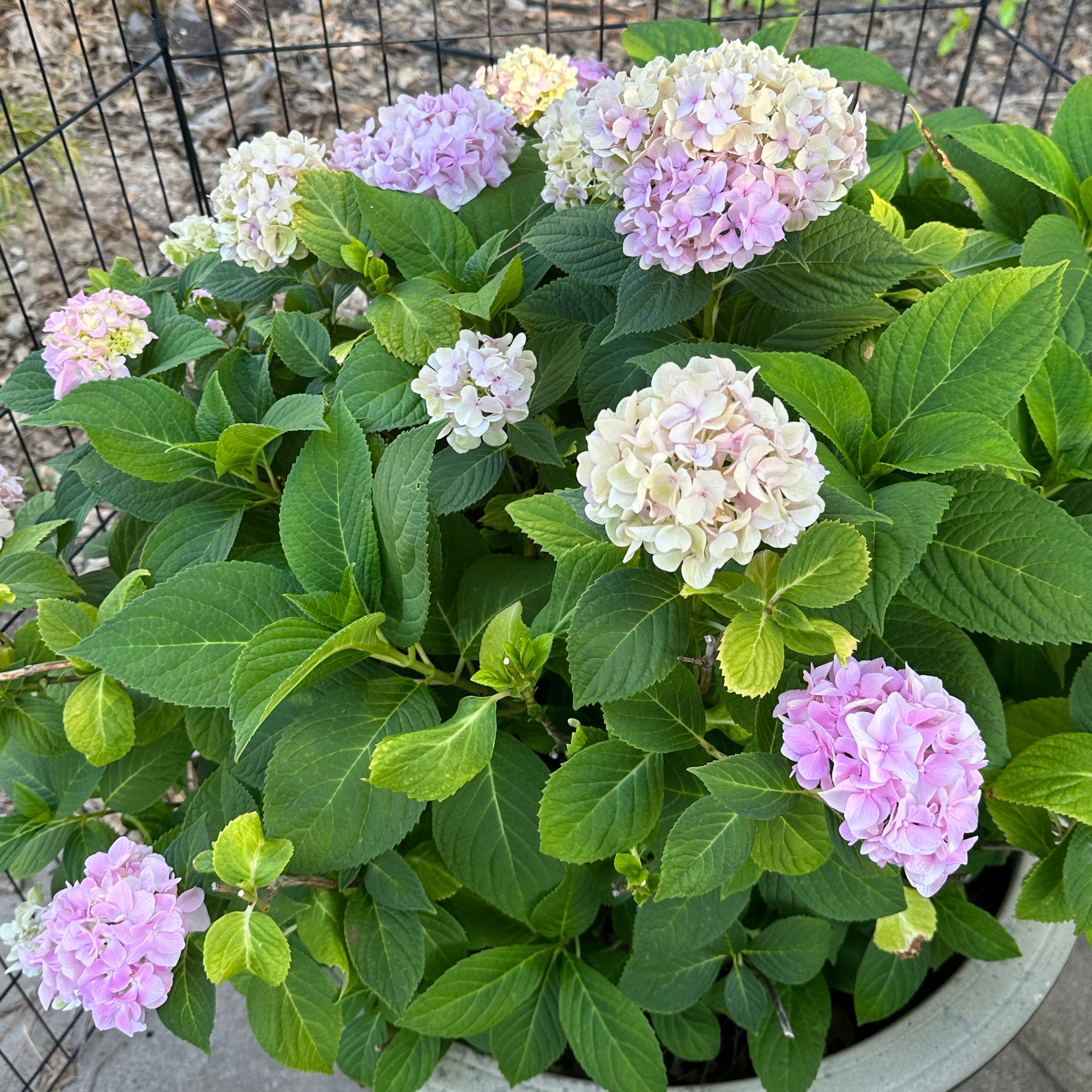 What Temperature Should My French Hydrangea Be Kept At?