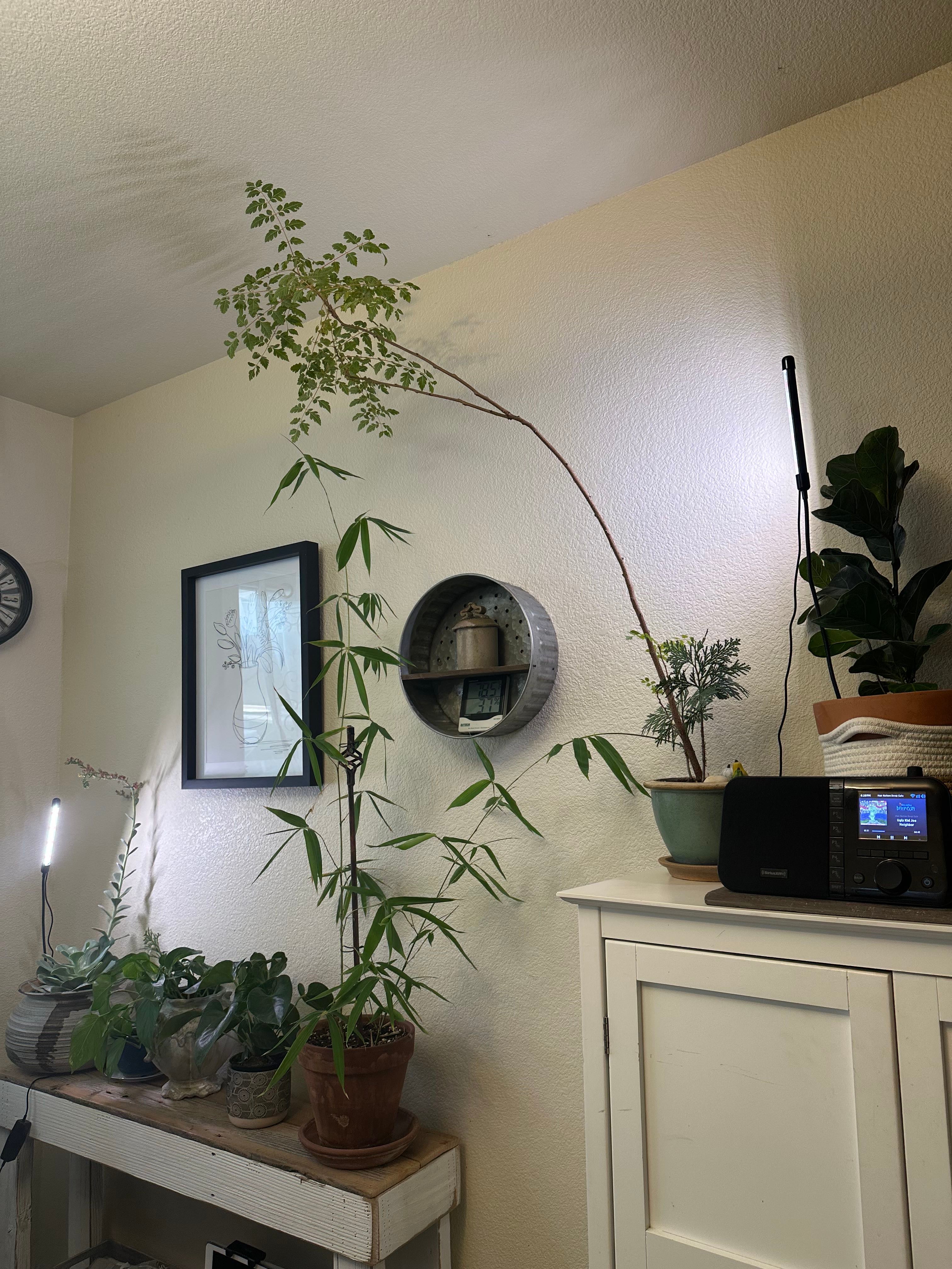 🌳 Ultimate Guide to Golden Rain Tree Roots