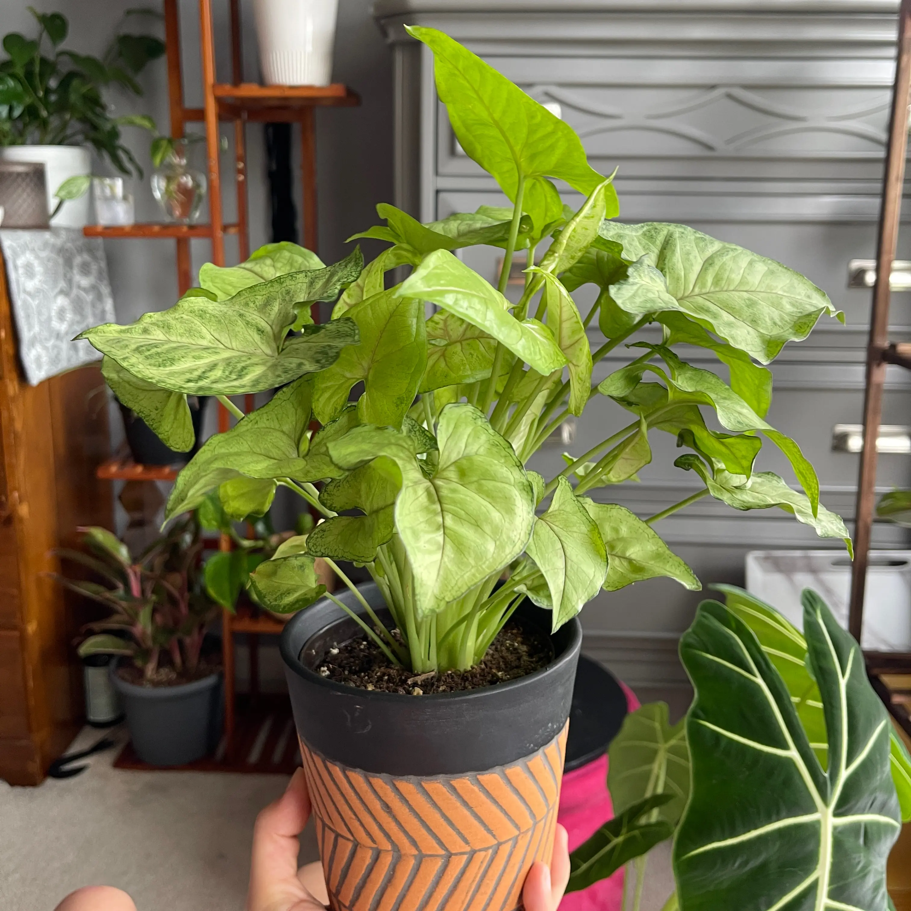Razzberry | A plant by @alia on Greg