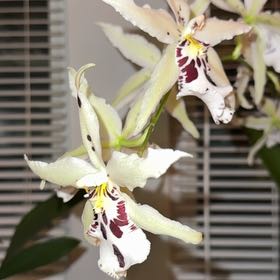 Beallara Orchid Plant Care: Water, Light, Nutrients | Greg App 🌱