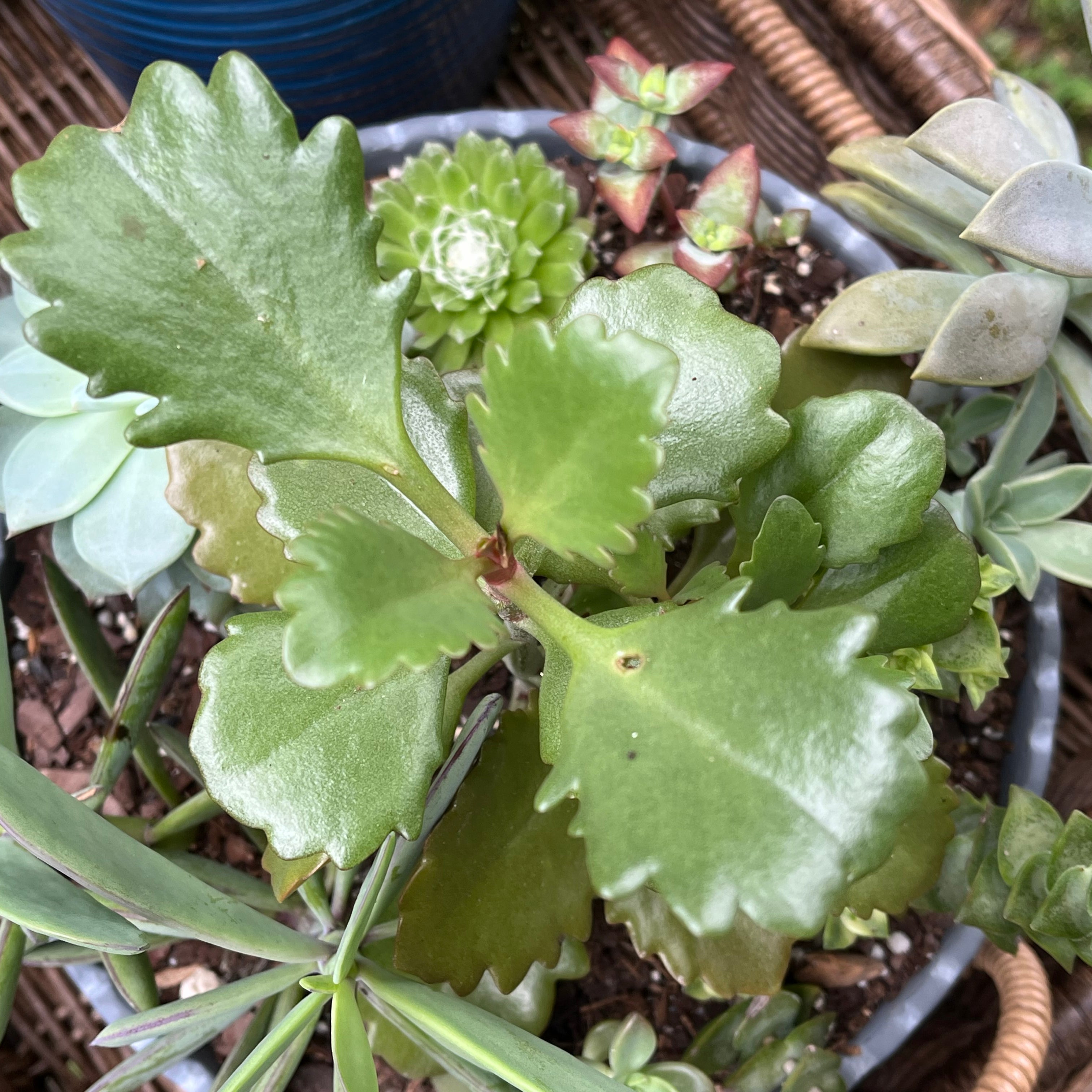 Why Are My Tugela Cliff-Kalanchoe Leaves Curling?
