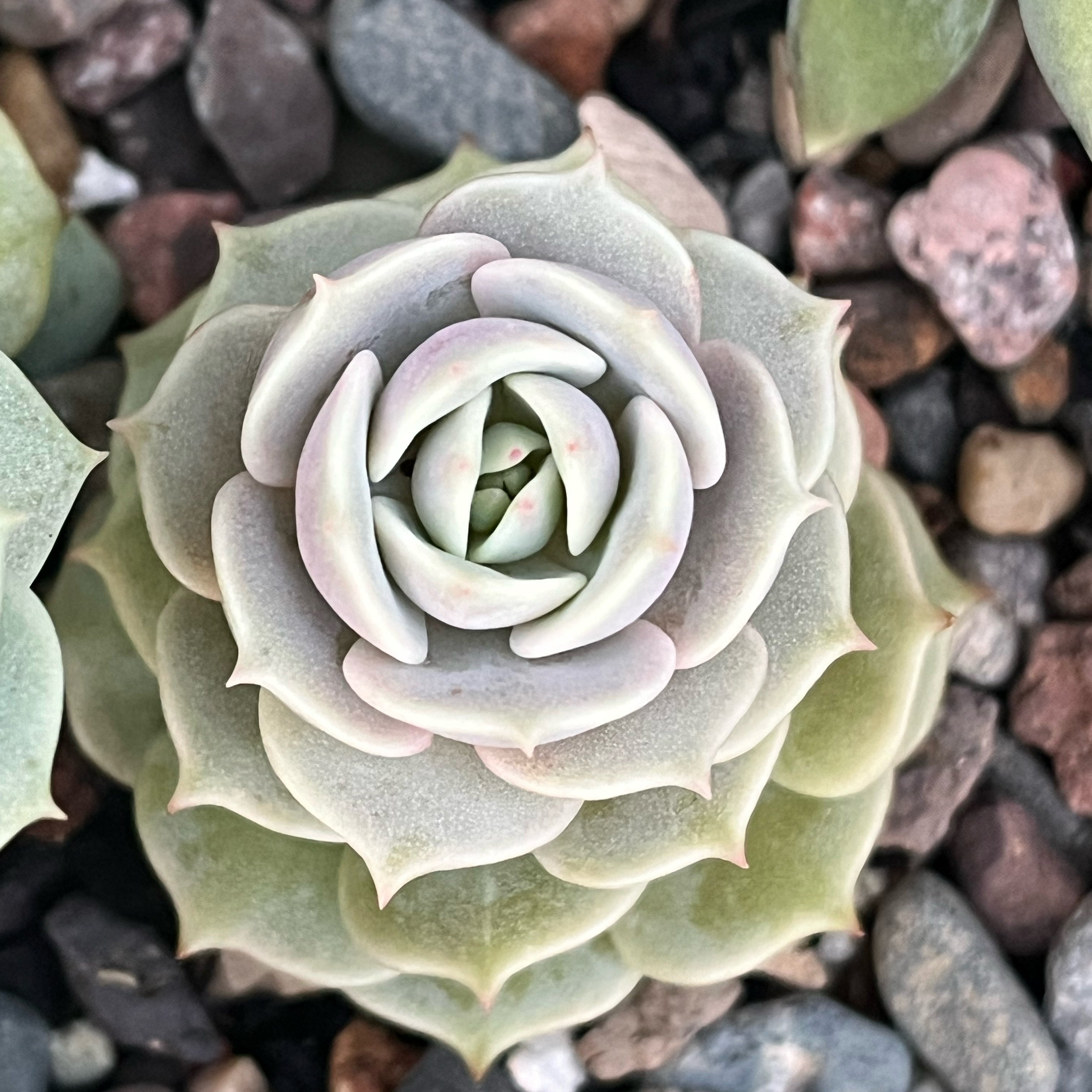 How to Get a Echeveria 'Seraphina' to Bloom