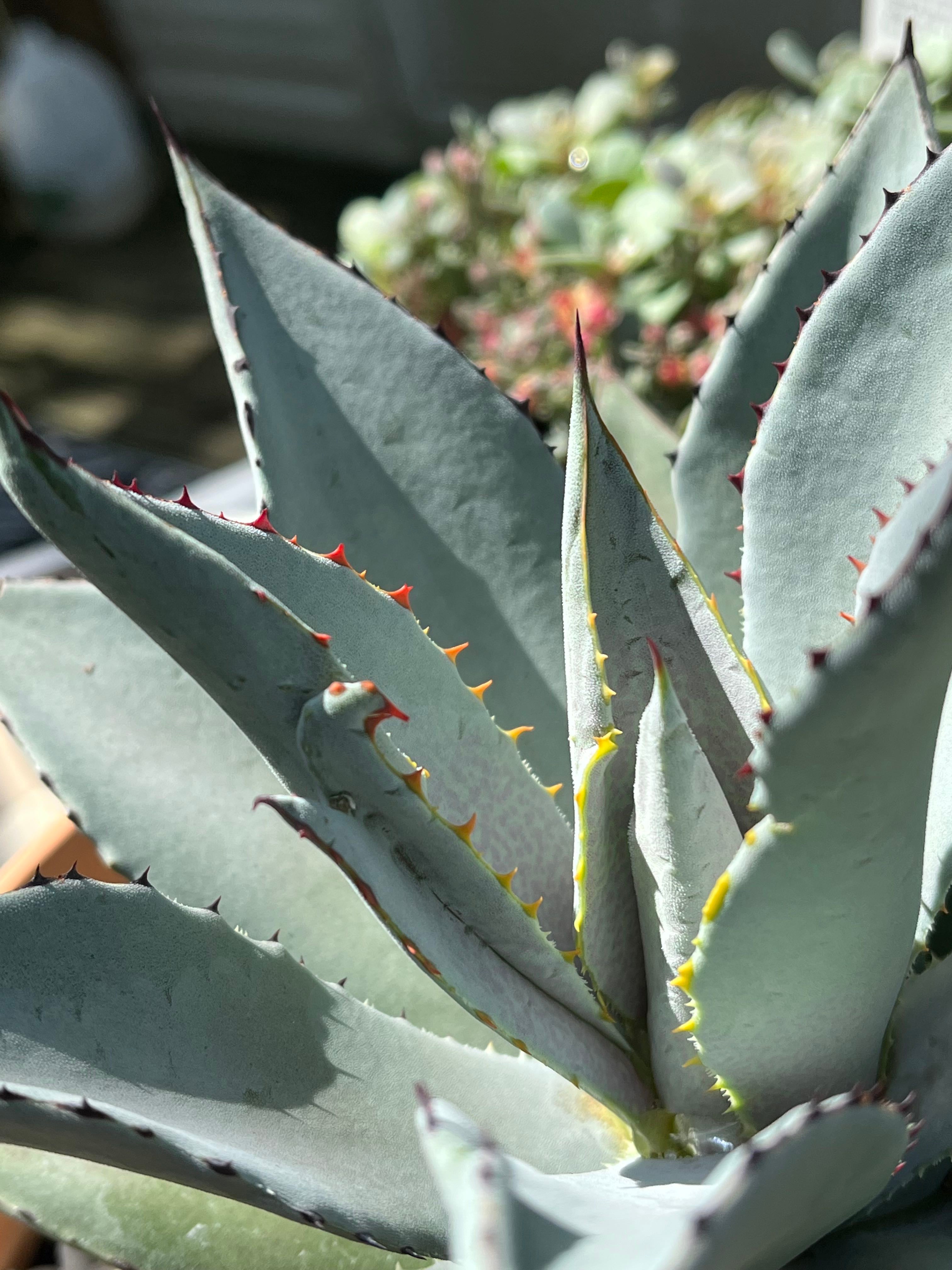 🦁 Black Spots on My Lion's Tail Agave Leaves