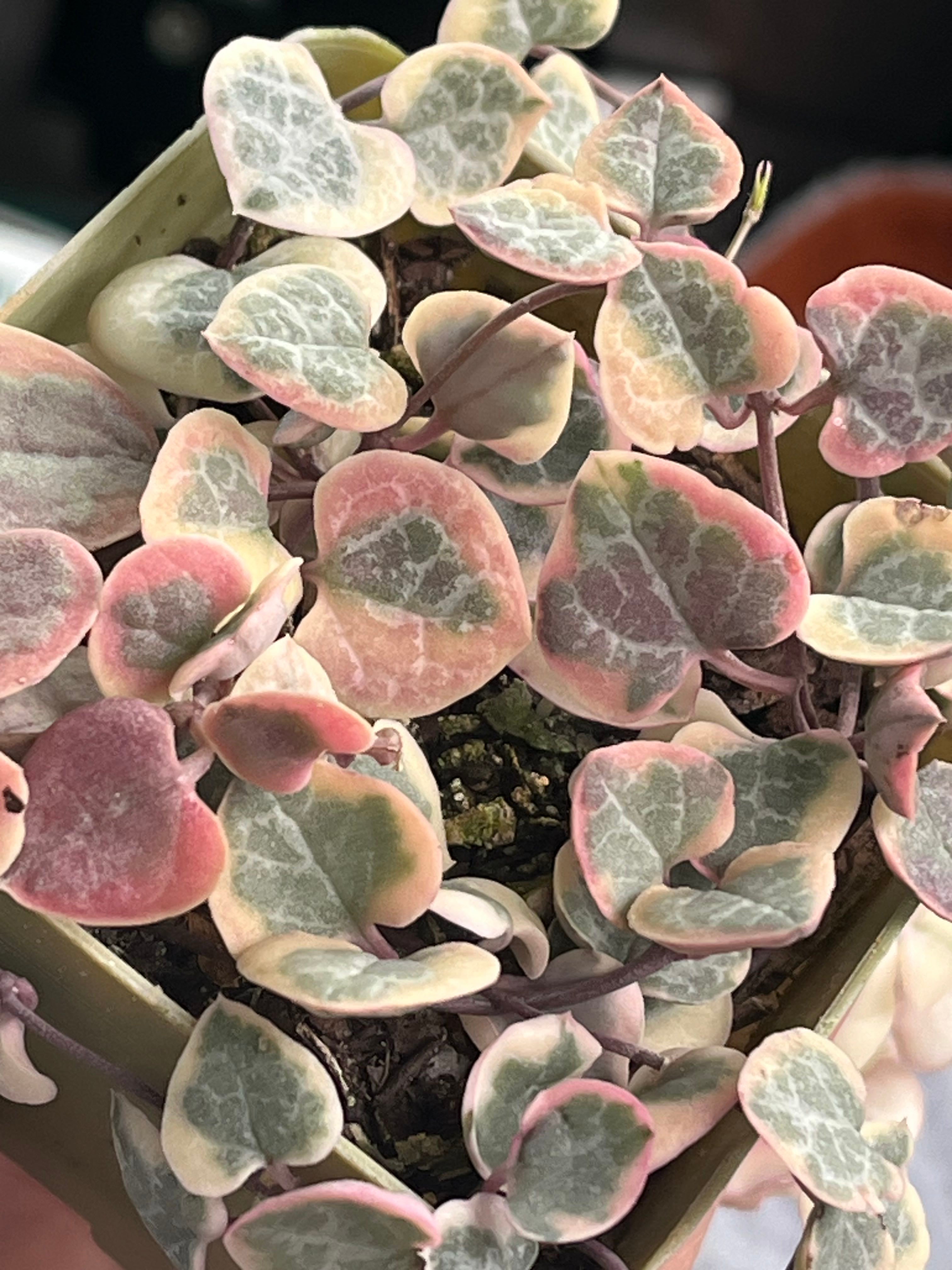 String of Spades Plant Care: Water, Light, Nutrients | Greg App 🌱