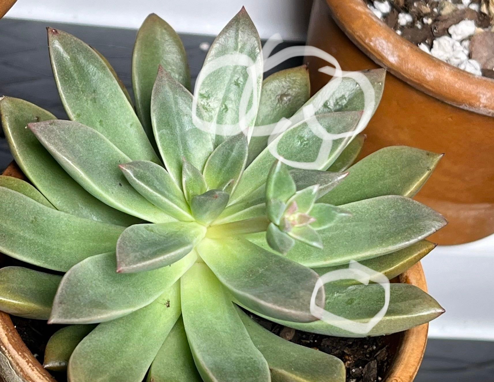 Graptoveria 'Francesca' Care 101: Water, Light & Growing Tips