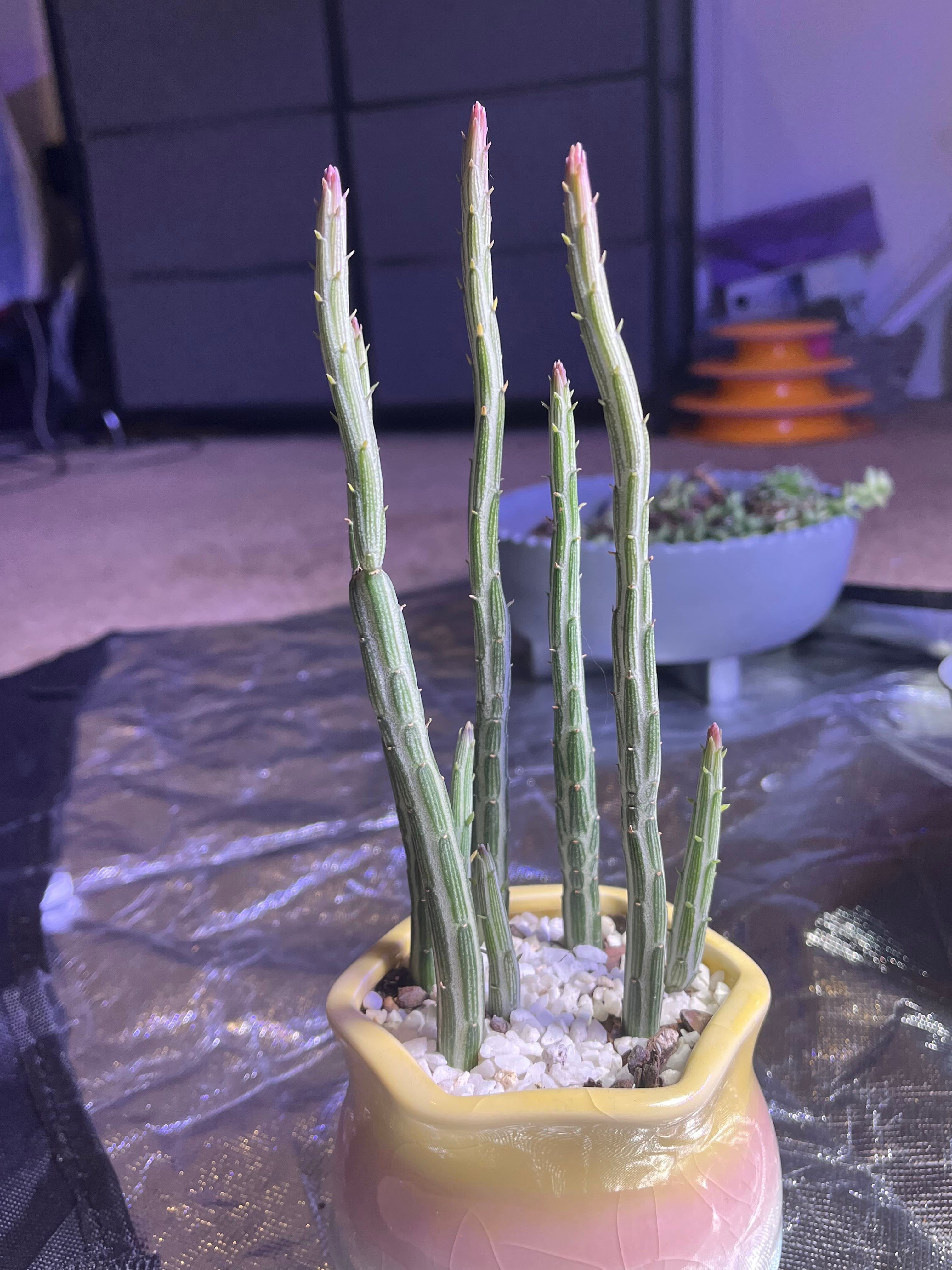 Keep Your Pickle plant Alive: Light, Water & Care Instructions