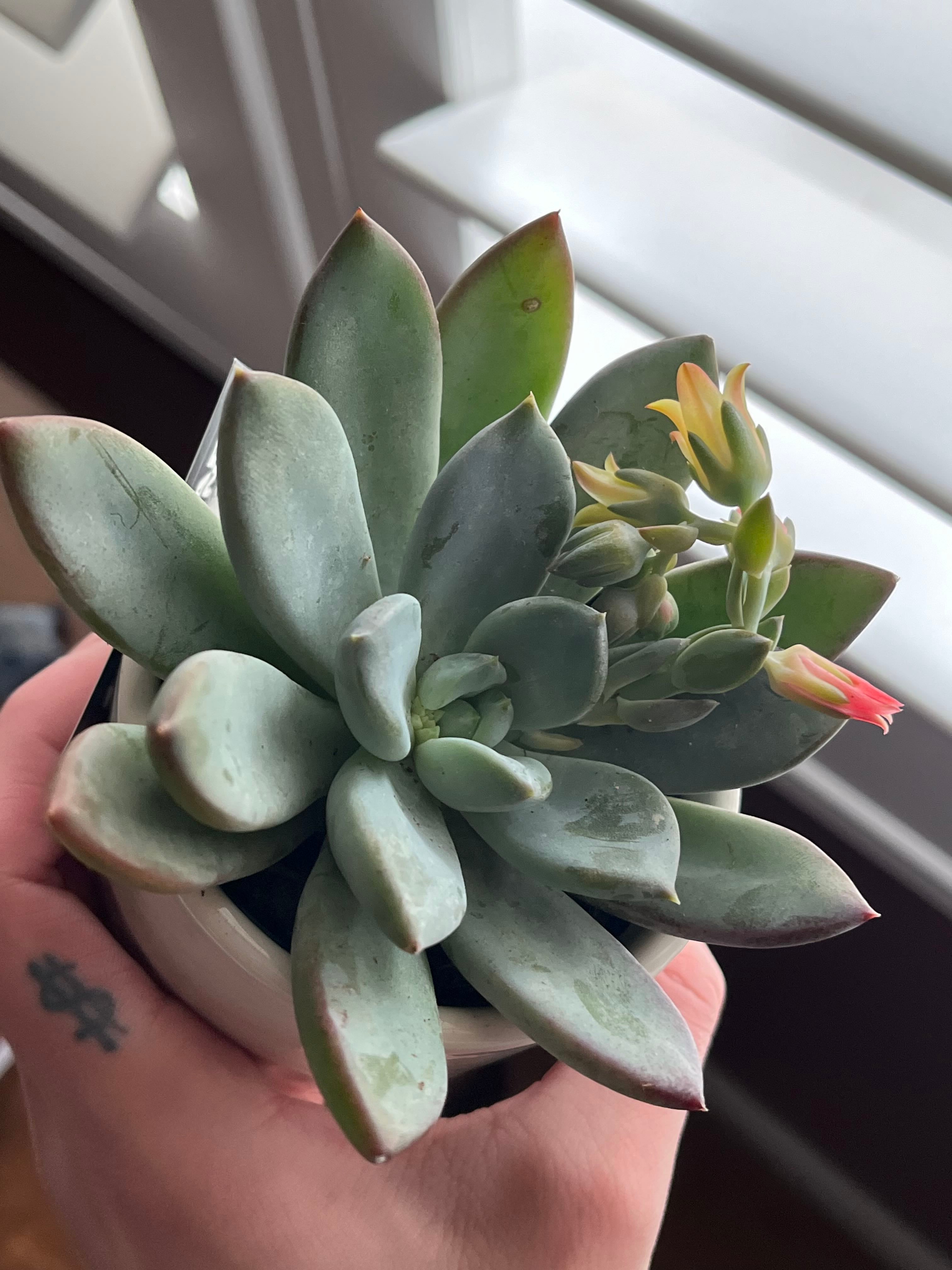 How to Care for Graptoveria 'Francesca': Mastering Water, Sunlight & More