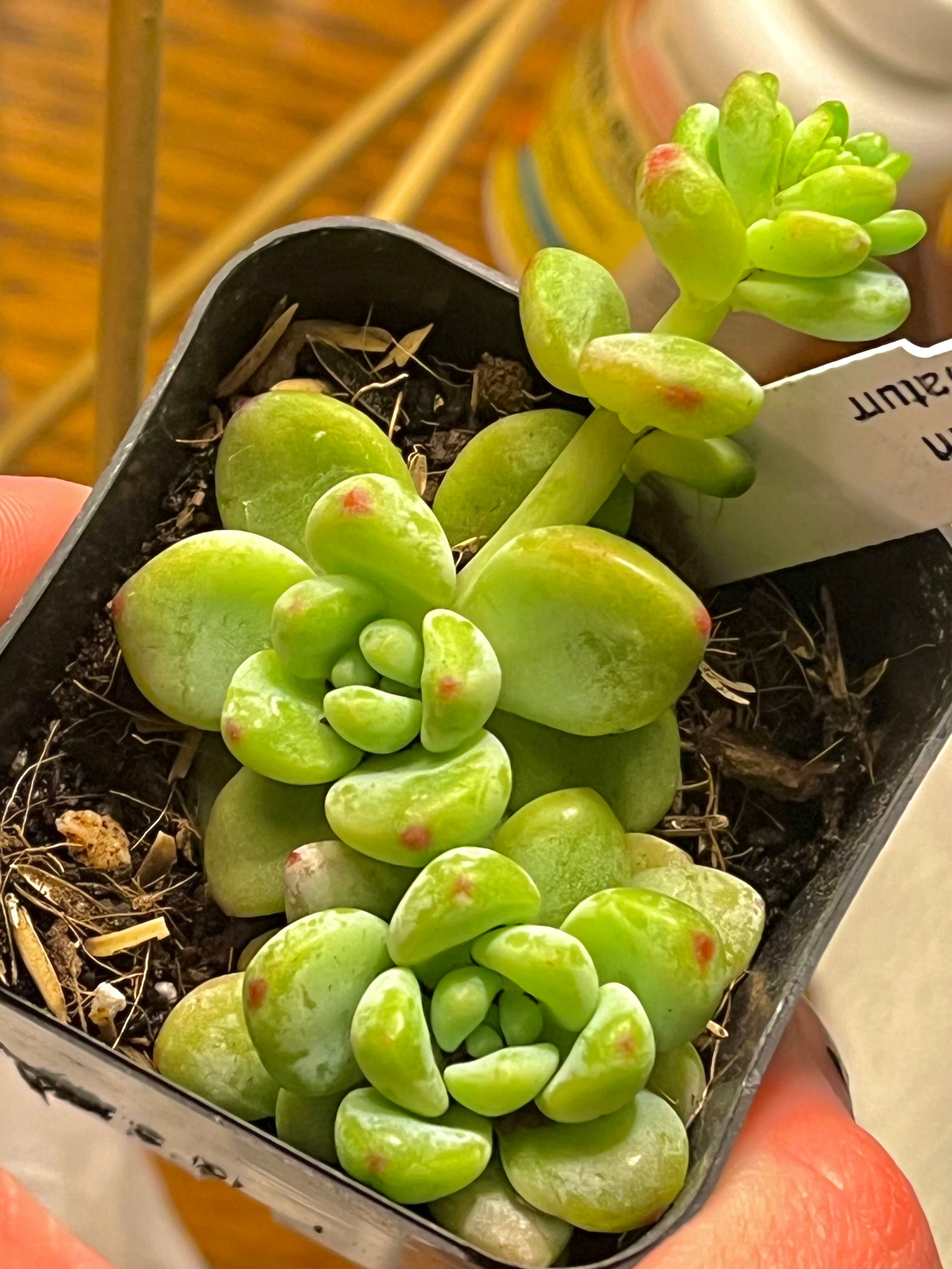 How to Care for Graptoveria 'Francesca': Mastering Water, Sunlight & More