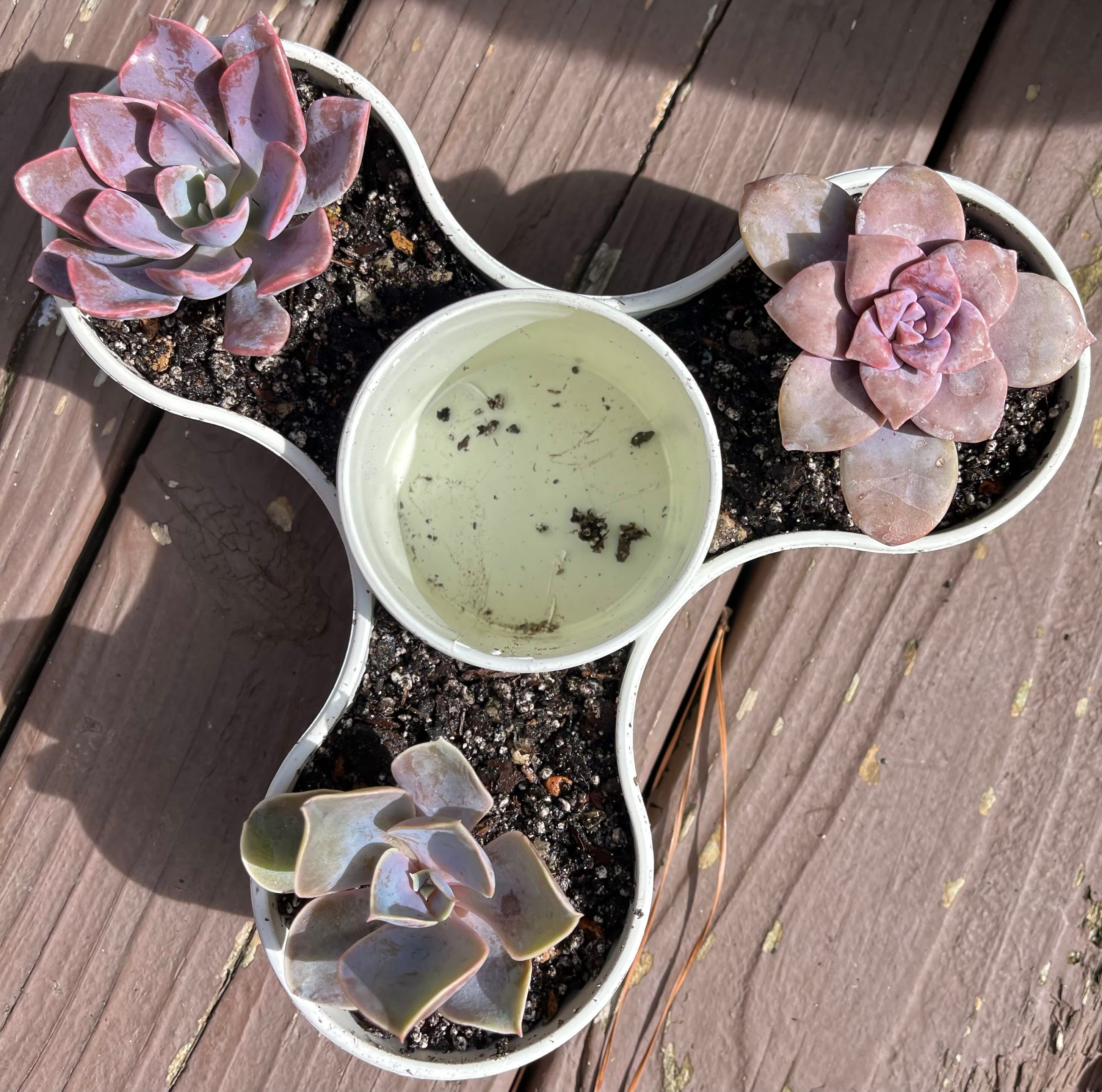 How to Care for Graptoveria 'Francesca': Mastering Water, Sunlight & More
