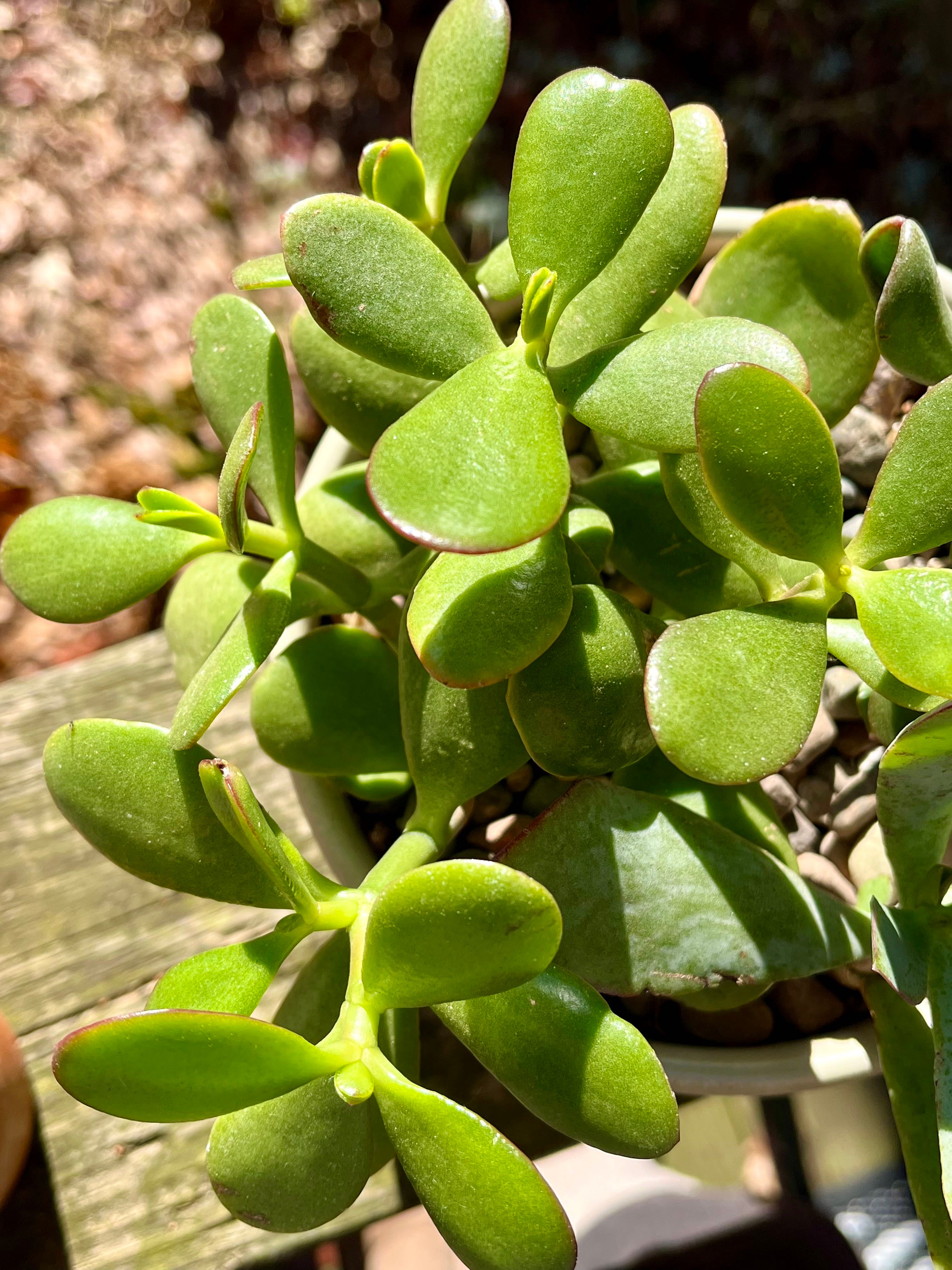 New growth in my jade plant arrangement