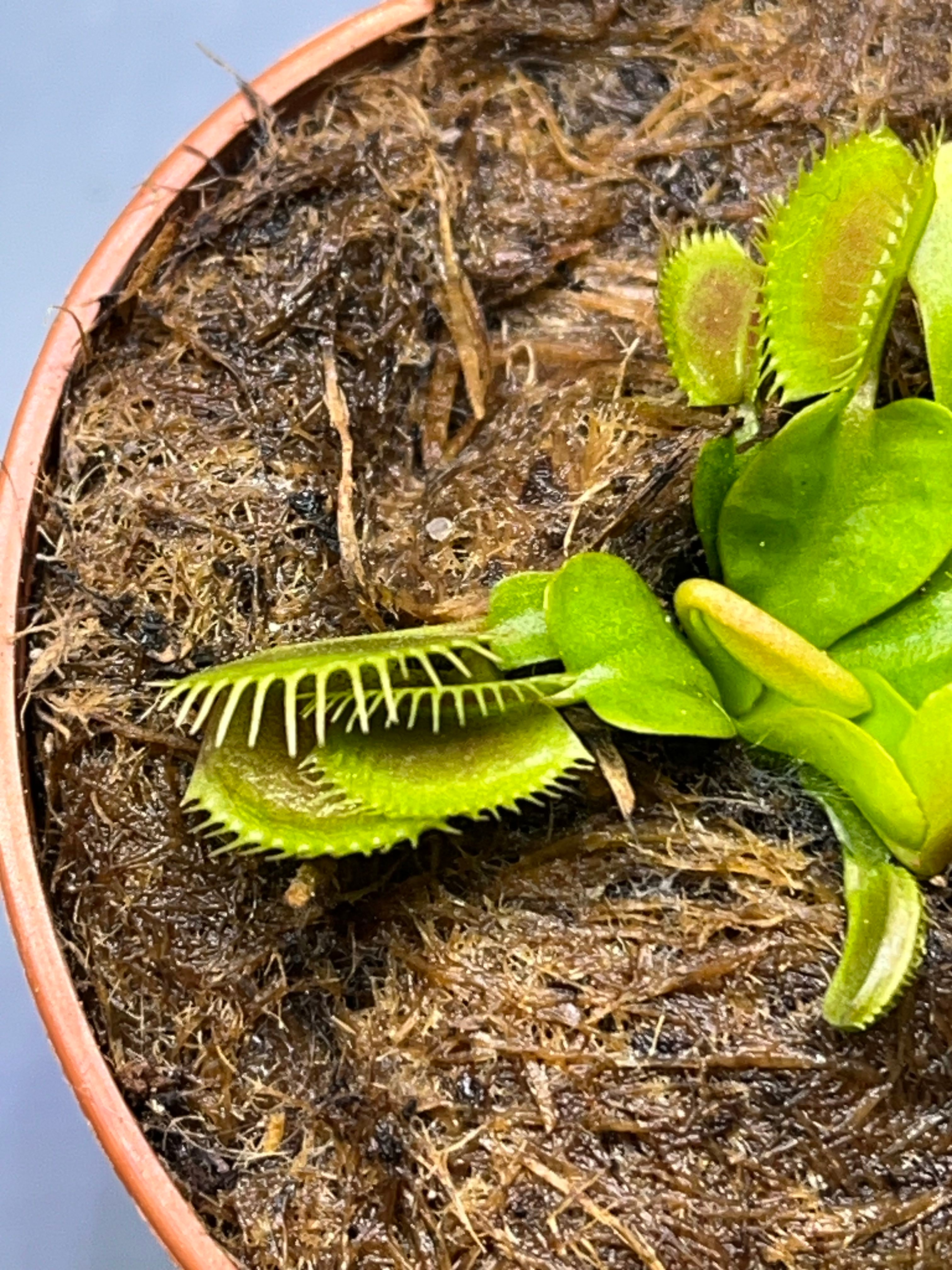 Aldi fly trap online