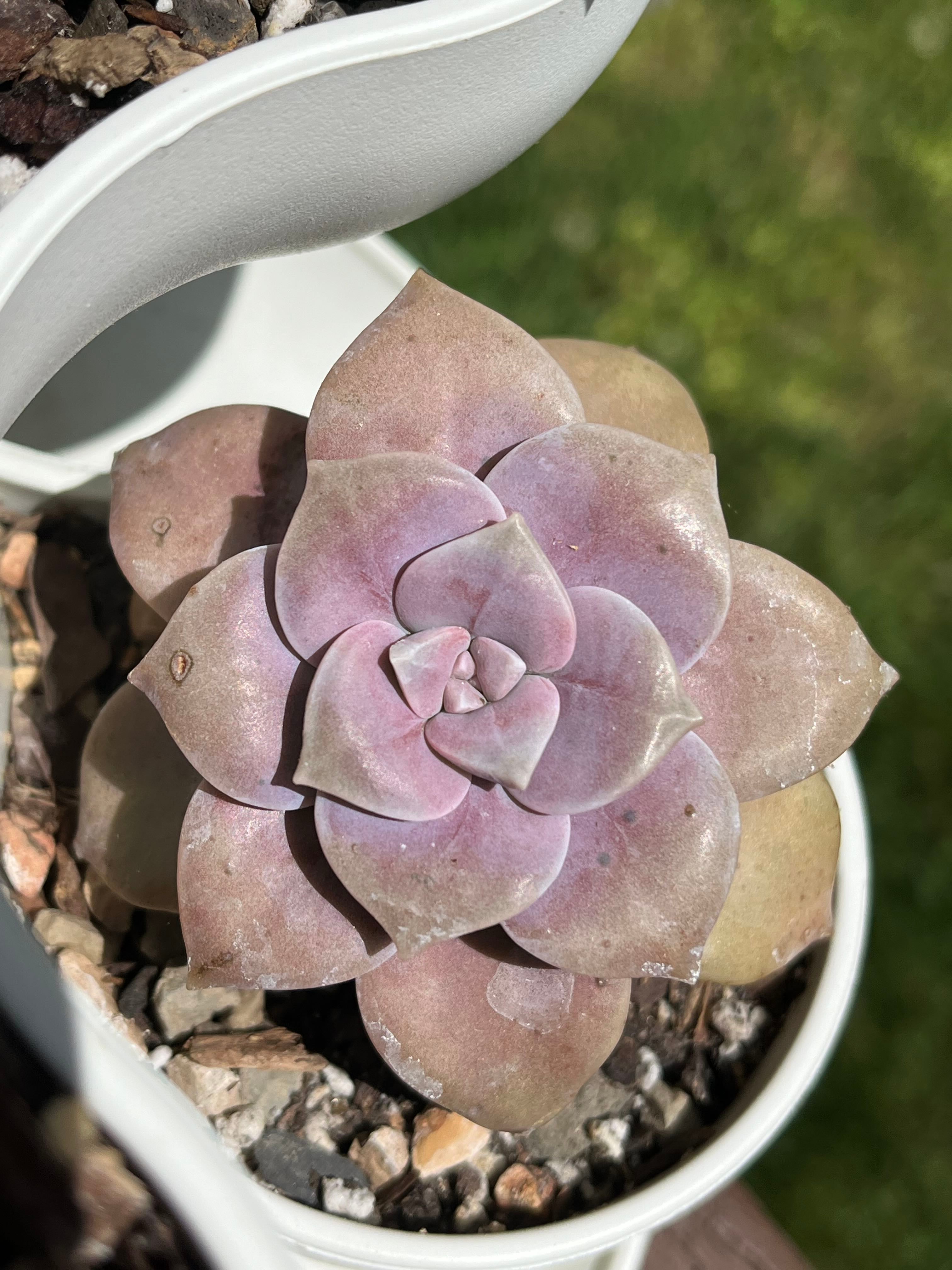 How to Care for Graptoveria 'Francesca': Mastering Water, Sunlight & More