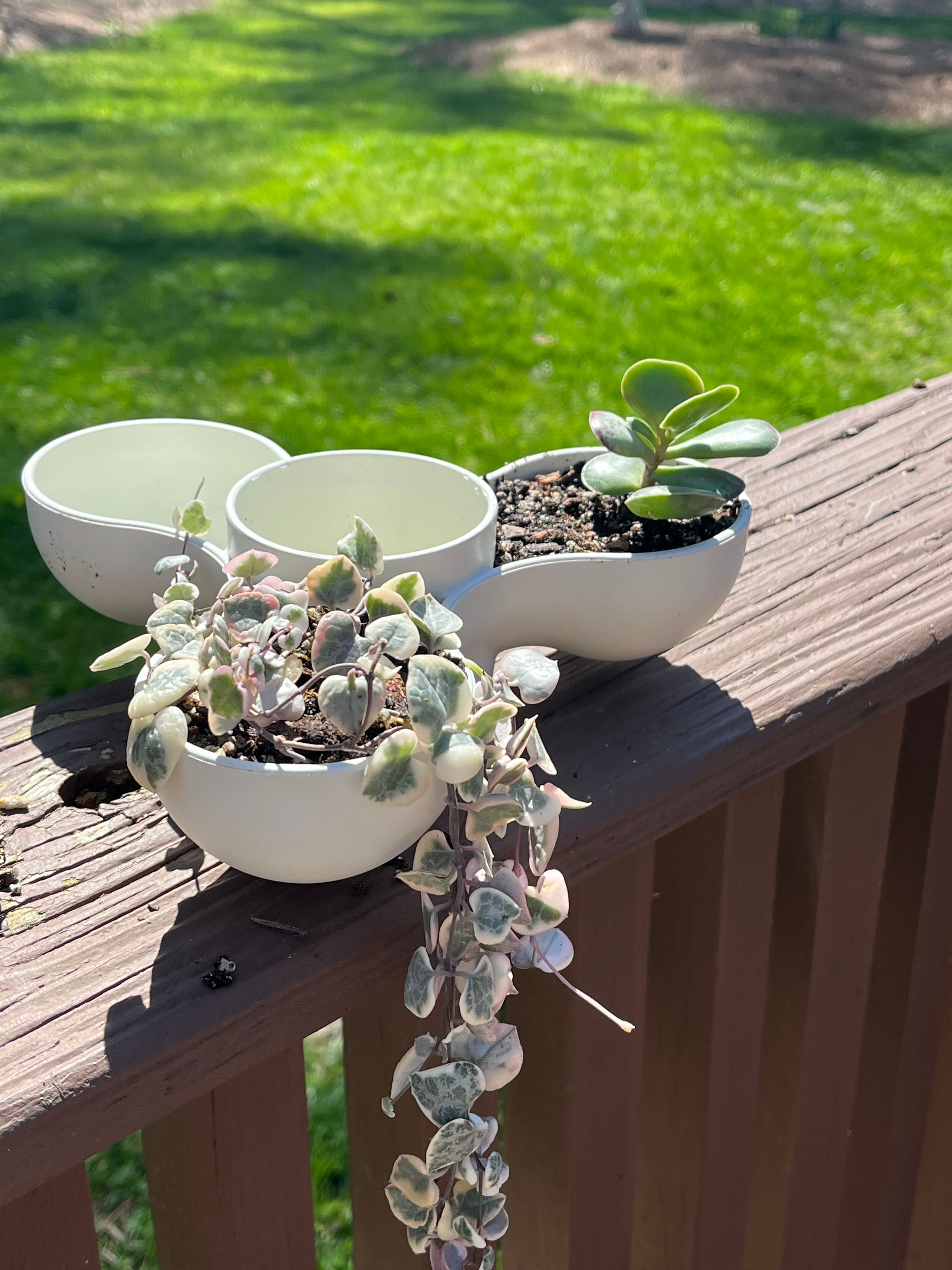How to Care for Graptoveria 'Francesca': Mastering Water, Sunlight & More