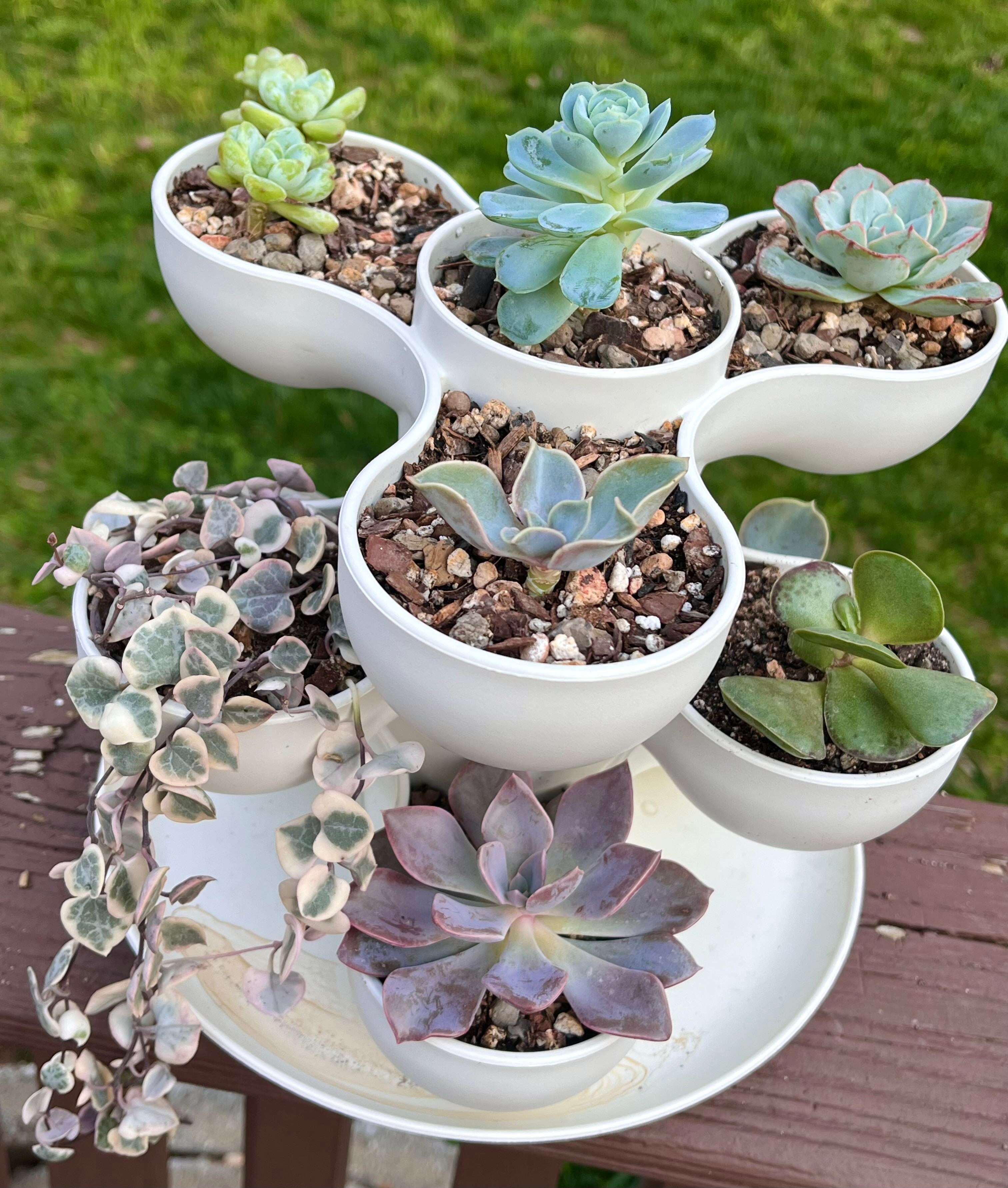 How to Care for Graptoveria 'Francesca': Mastering Water, Sunlight & More