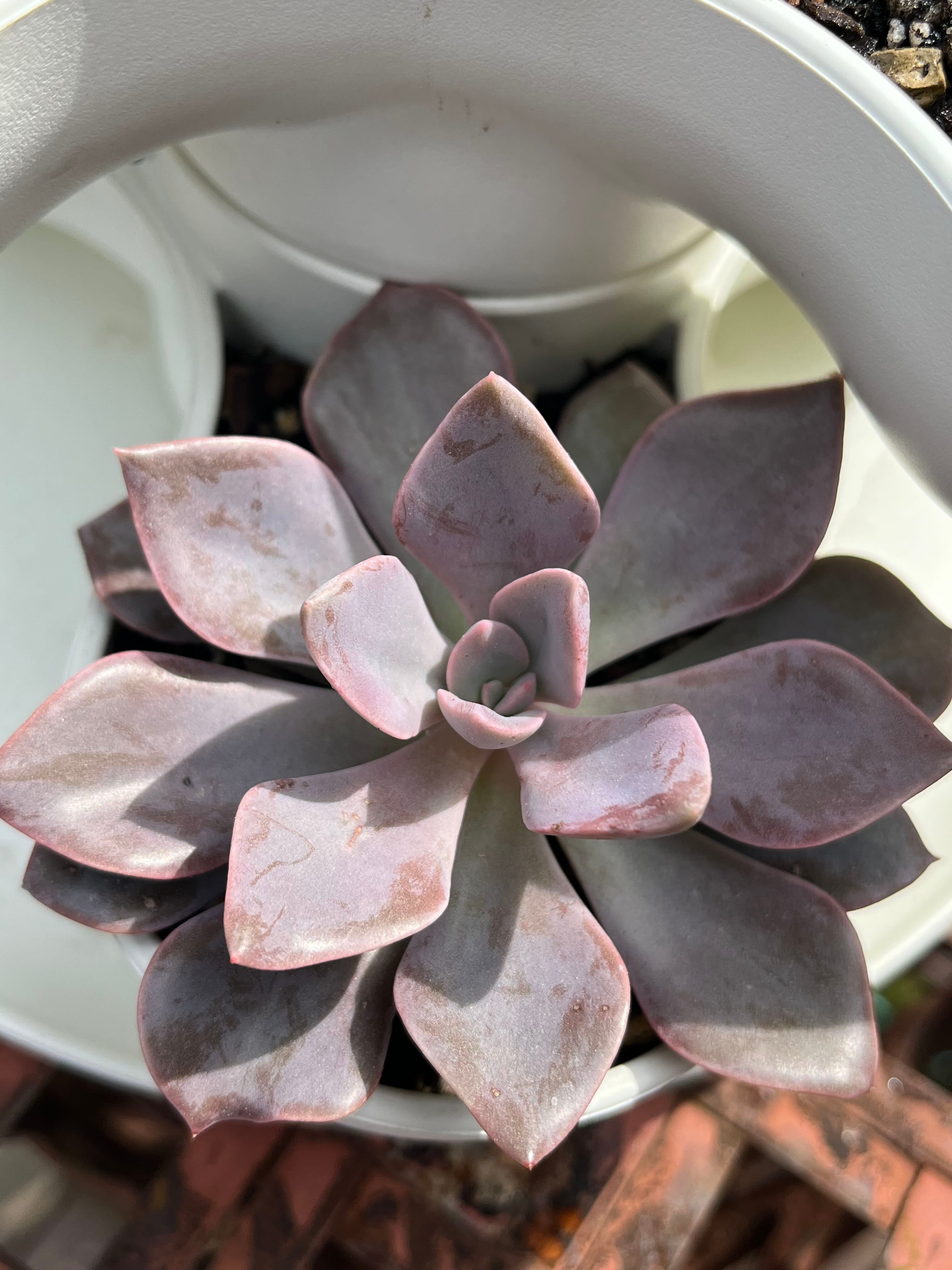 How to Care for Graptoveria 'Francesca': Mastering Water, Sunlight & More
