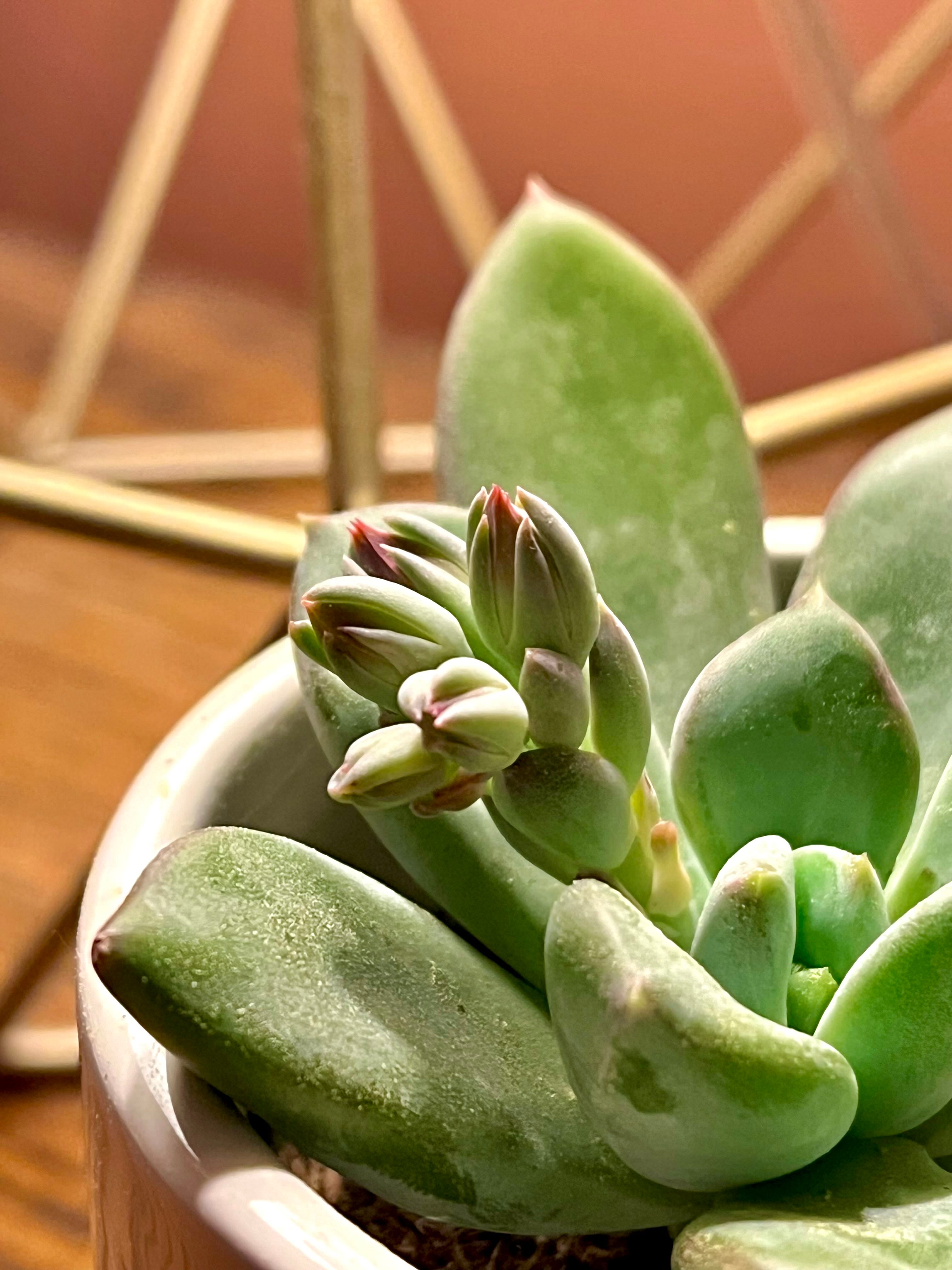 Pachyveria 'Blue Jasper' Plant Care: Water, Light, Nutrients | Greg App 🌱