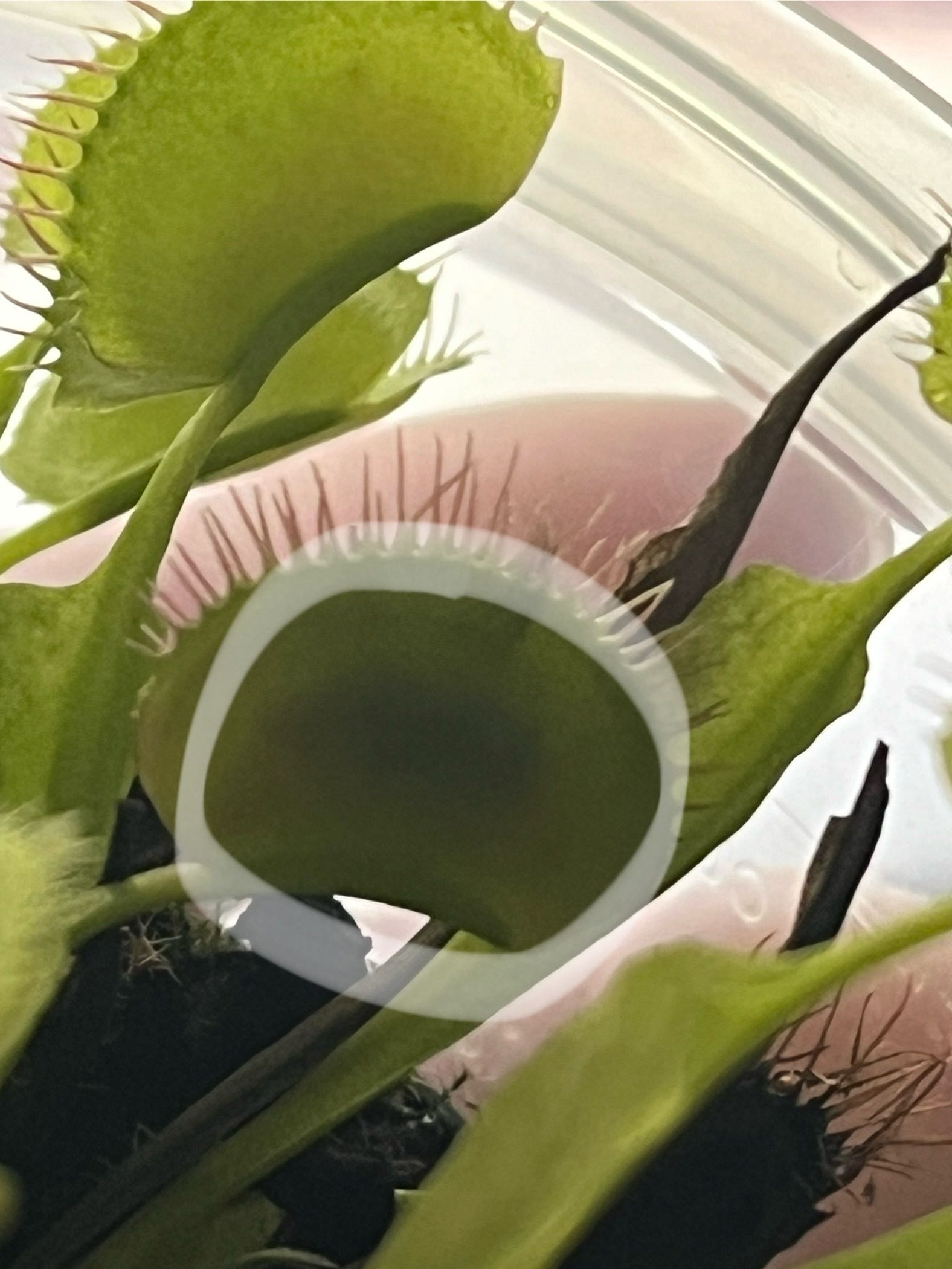 How to Care for Venus Flytrap: Mastering Water, Sunlight & More
