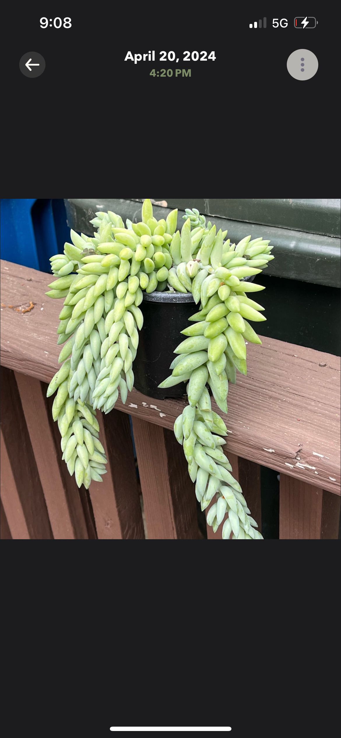 Why Are There Brown Spots on My Donkey Tail?