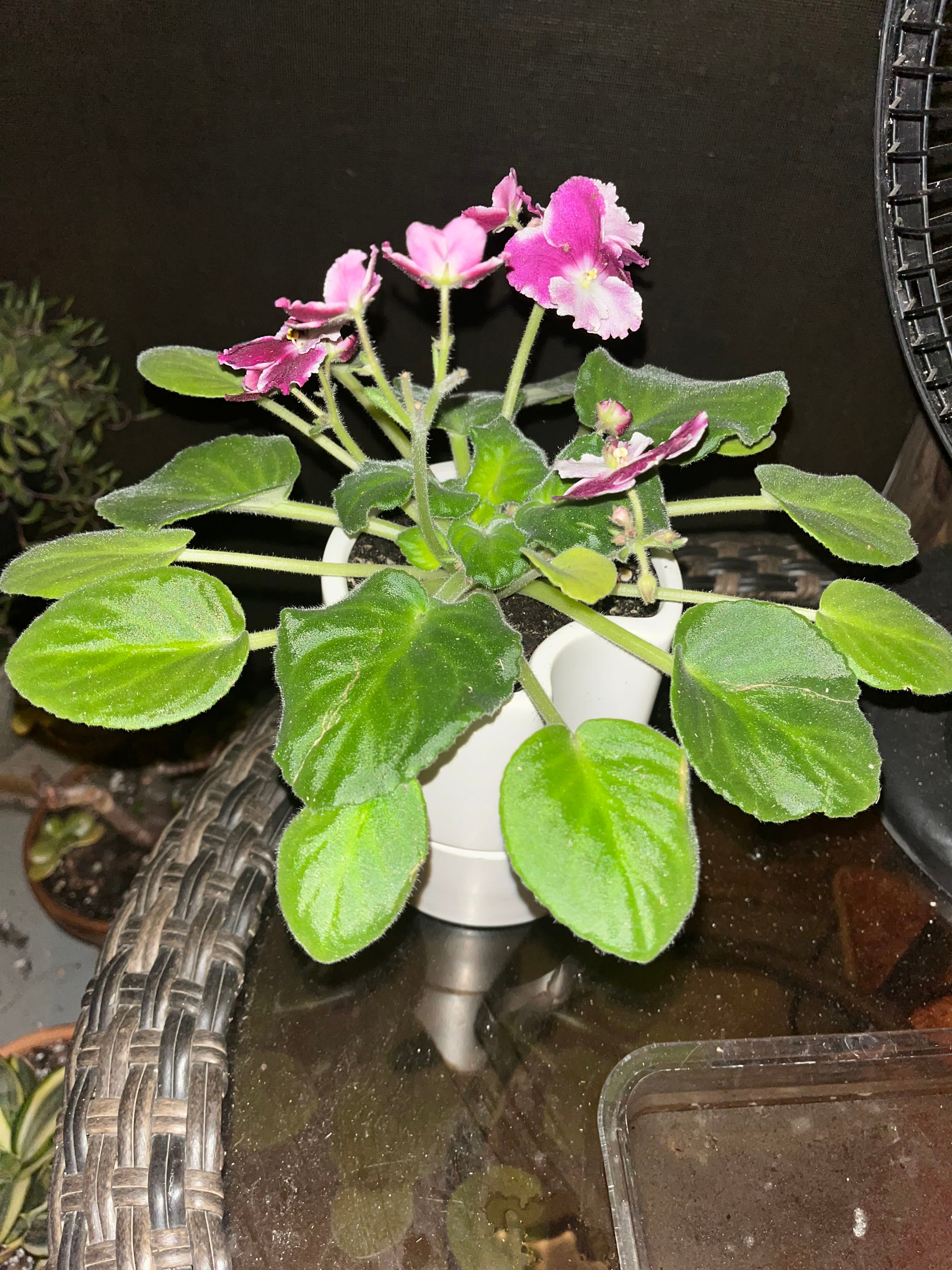 Light Requirements For Your African Violet