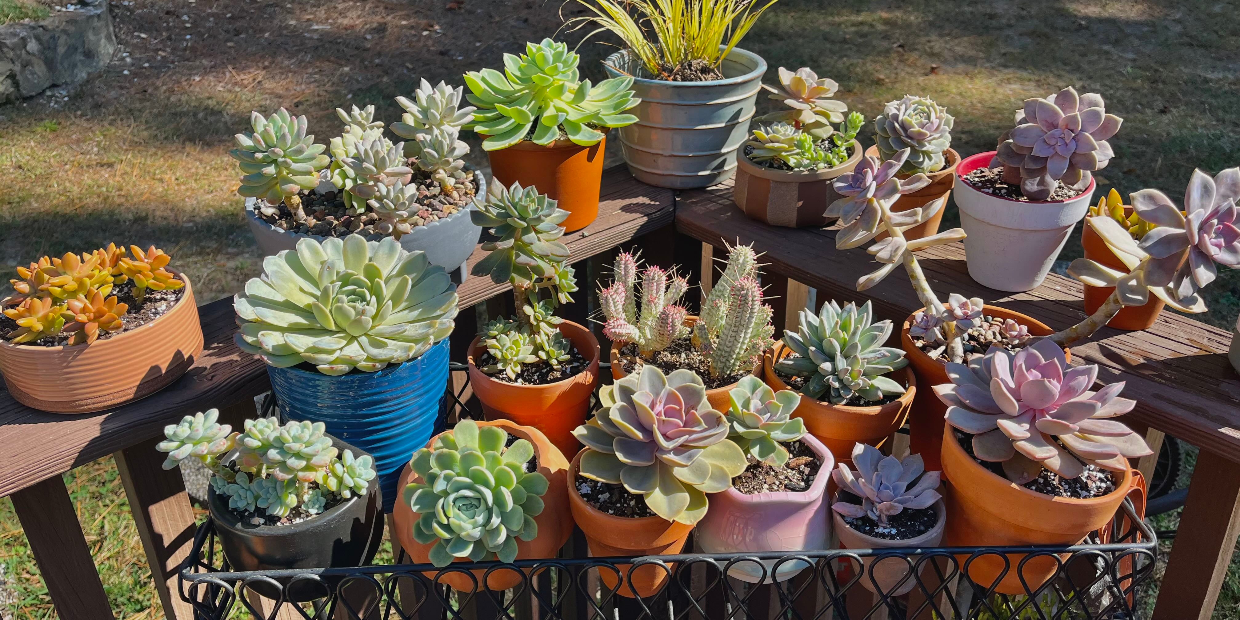 Echeveria Jessica Plant Care: Water, Light, Nutrients | Greg App 🌱