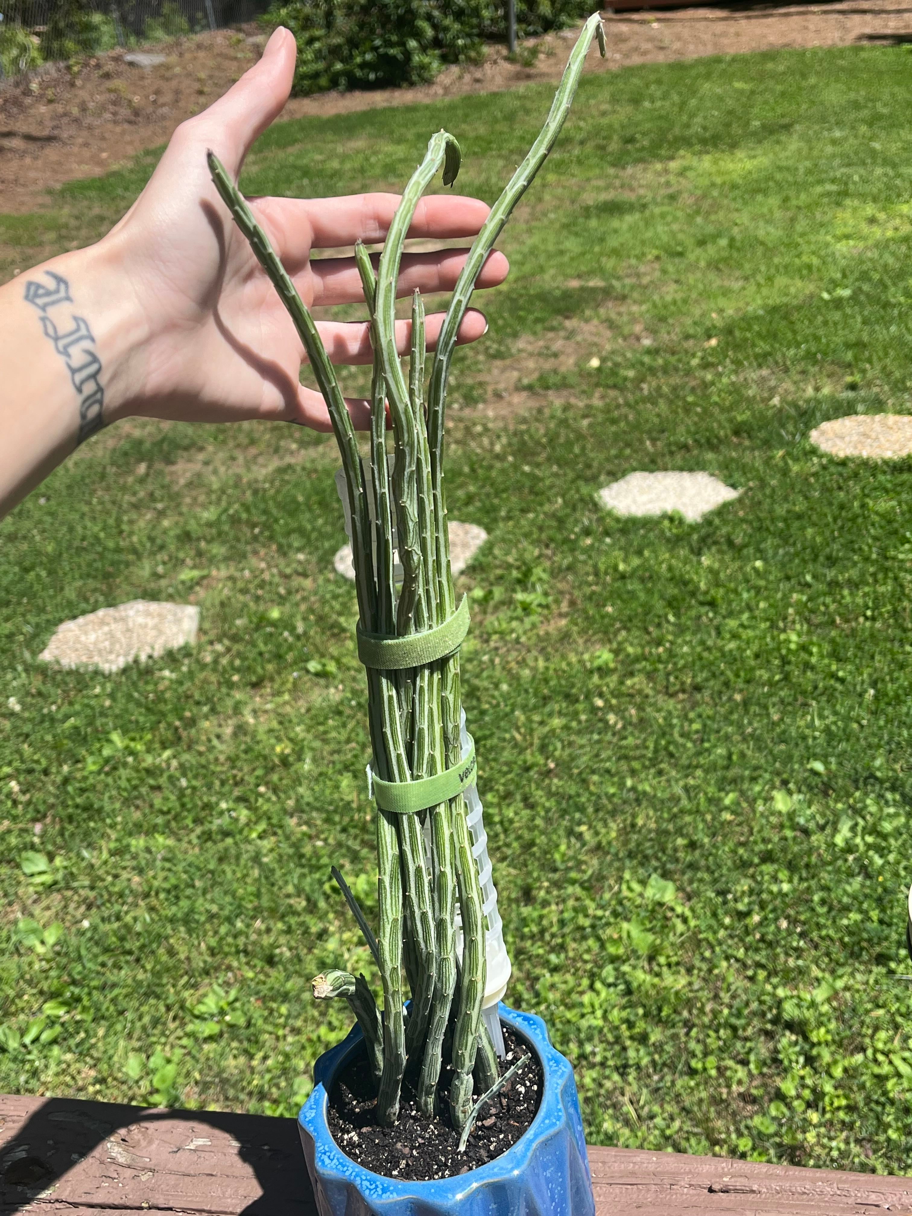 How to Care for Graptoveria 'Francesca': Mastering Water, Sunlight & More