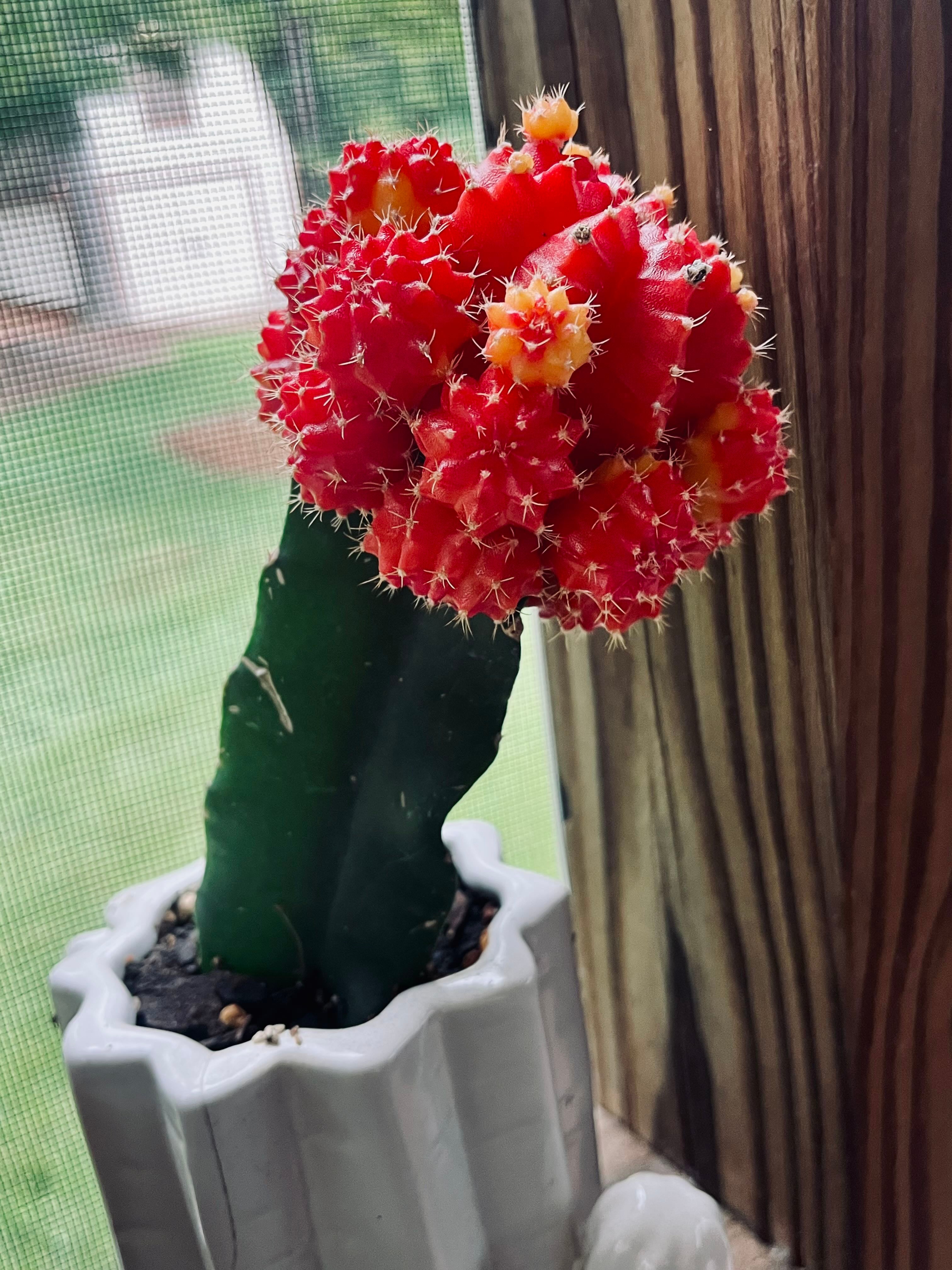 How to Care for Lady Finger Cactus: Mastering Water, Sunlight & More