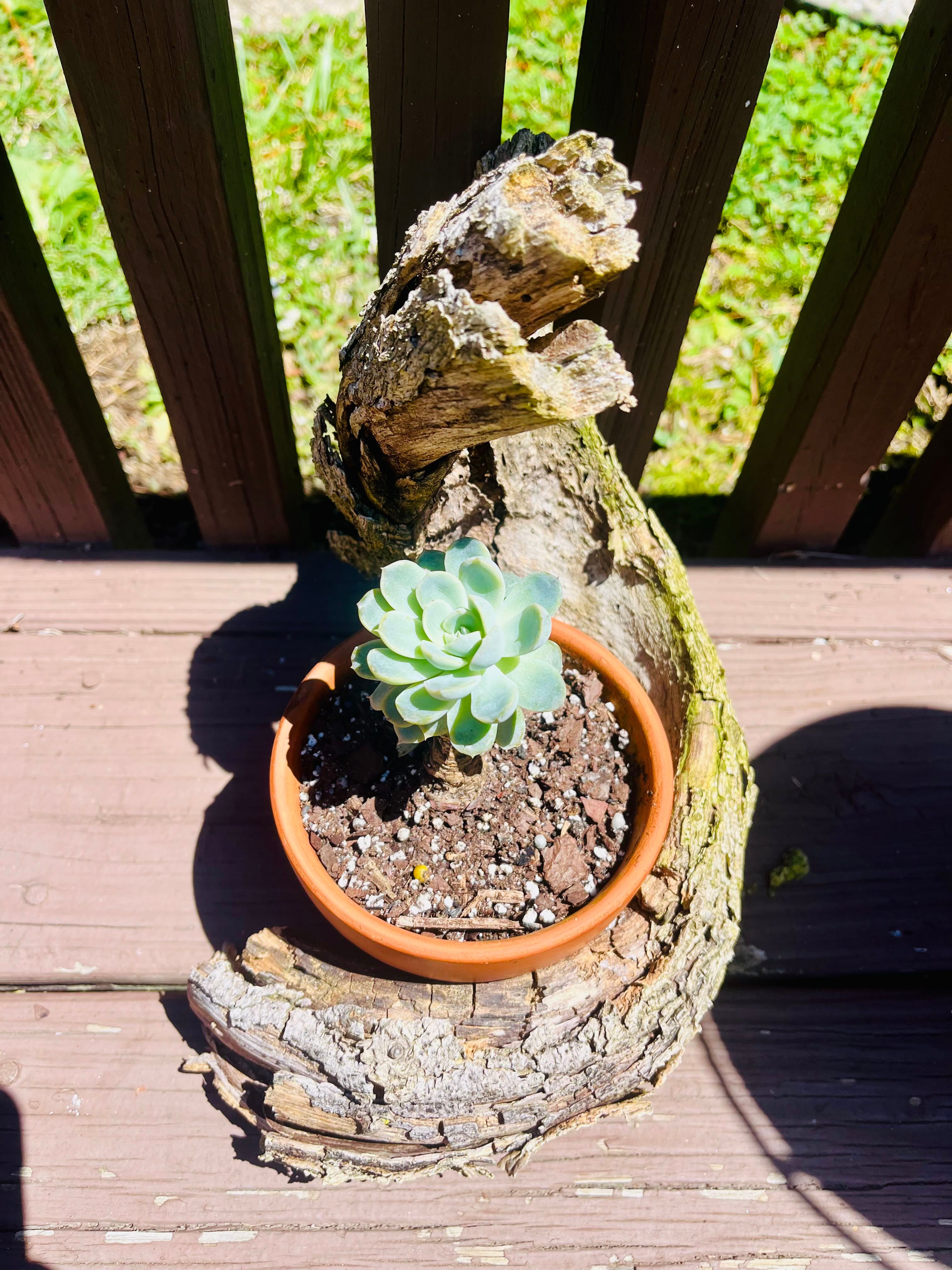 The Complete Graptoveria 'Francesca' Plant Care Guide: Water, Light ...