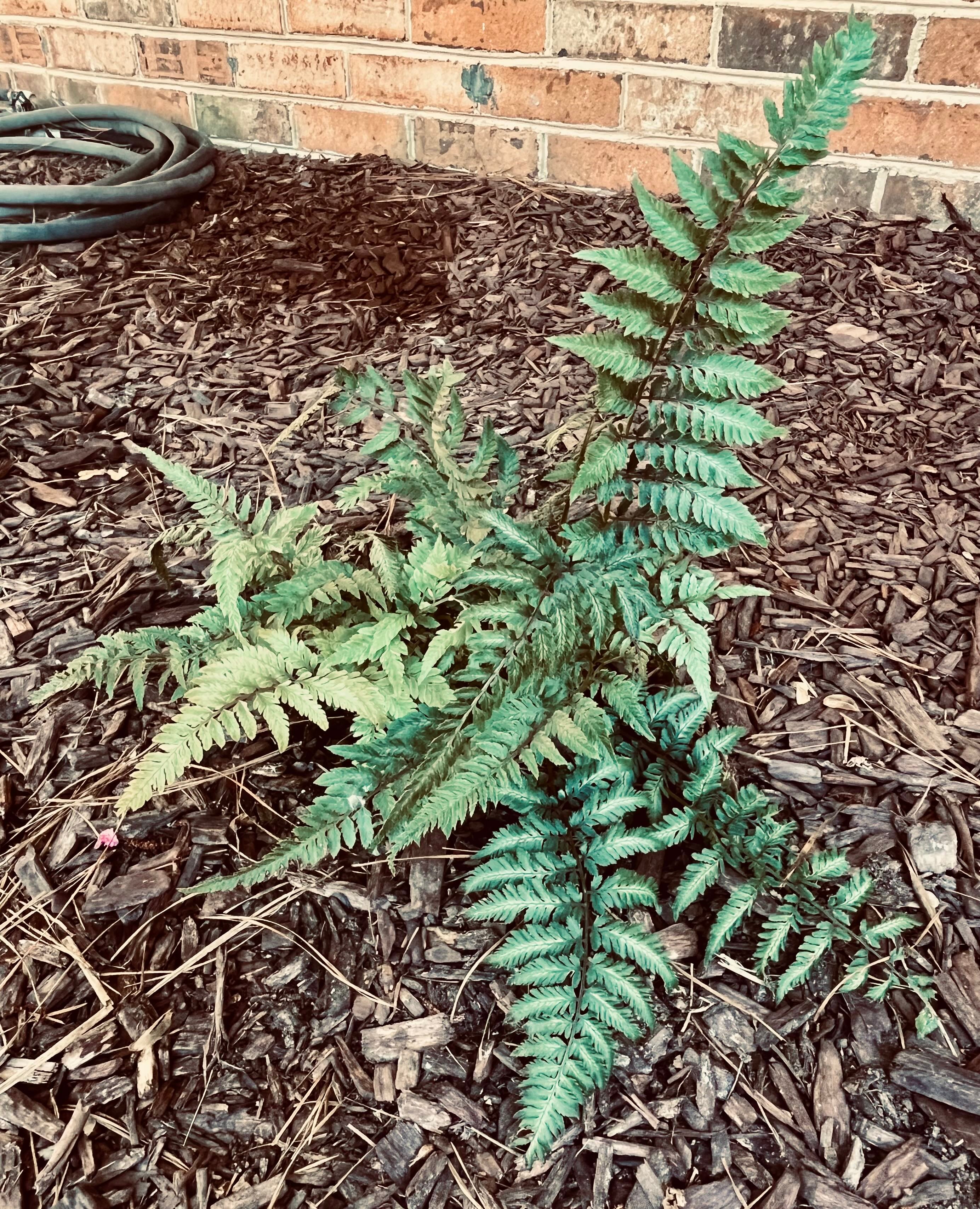 Step-by-Step Guide to Understanding Lady Fern Lifecycle
