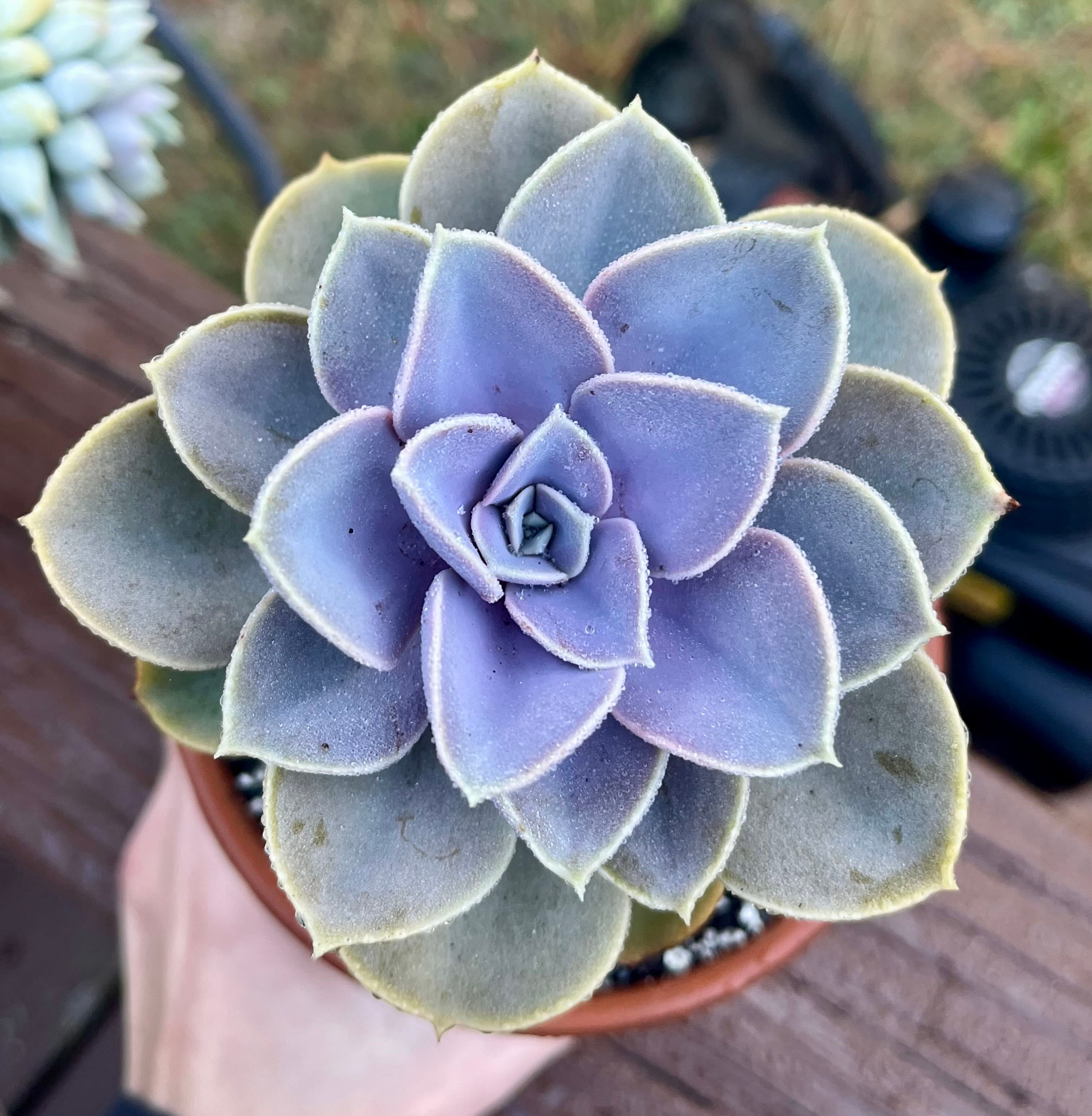 The Complete Graptoveria 'Francesca' Plant Care Guide: Water, Light ...
