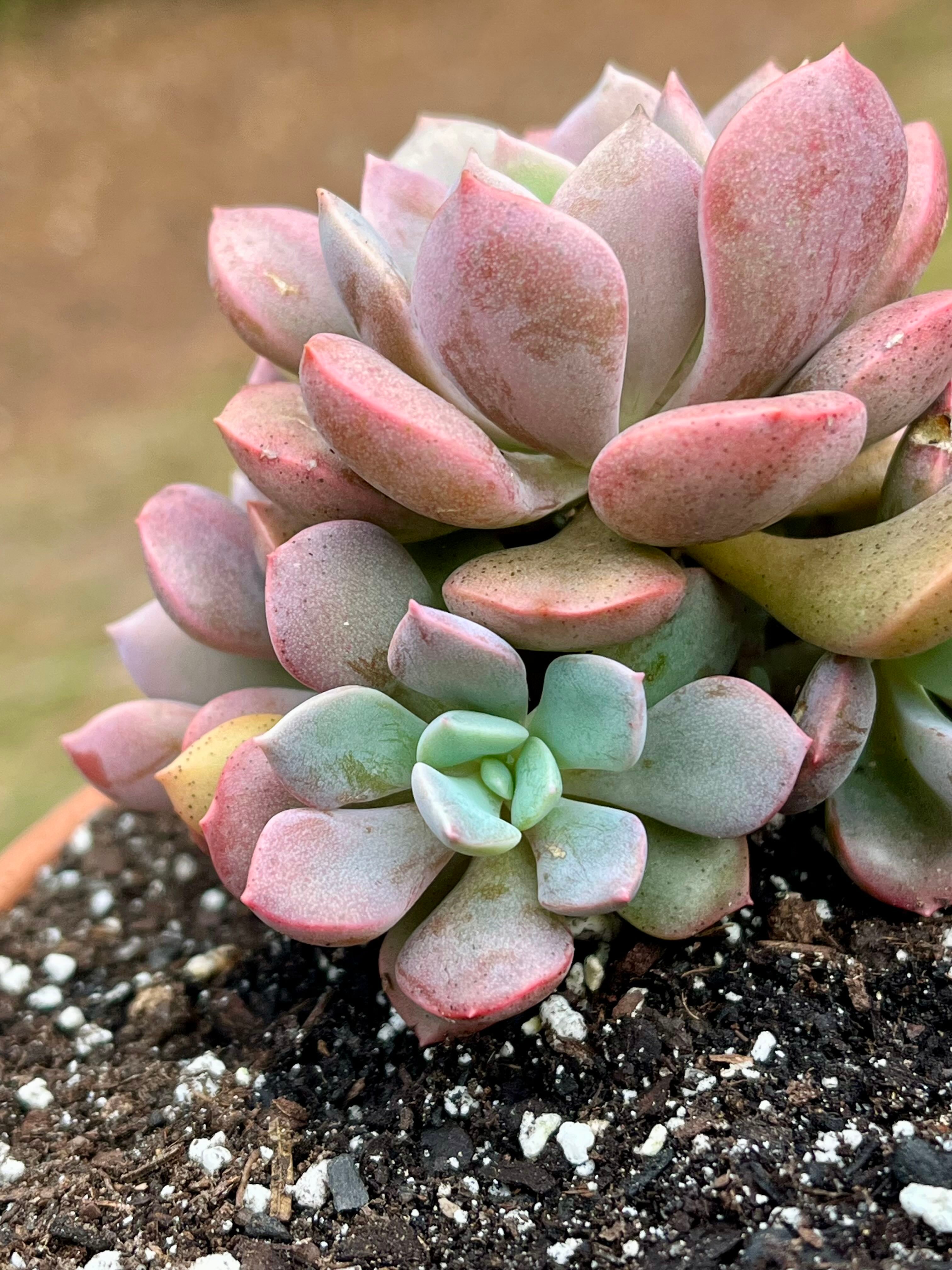 The Complete Graptoveria 'Francesca' Plant Care Guide: Water, Light ...