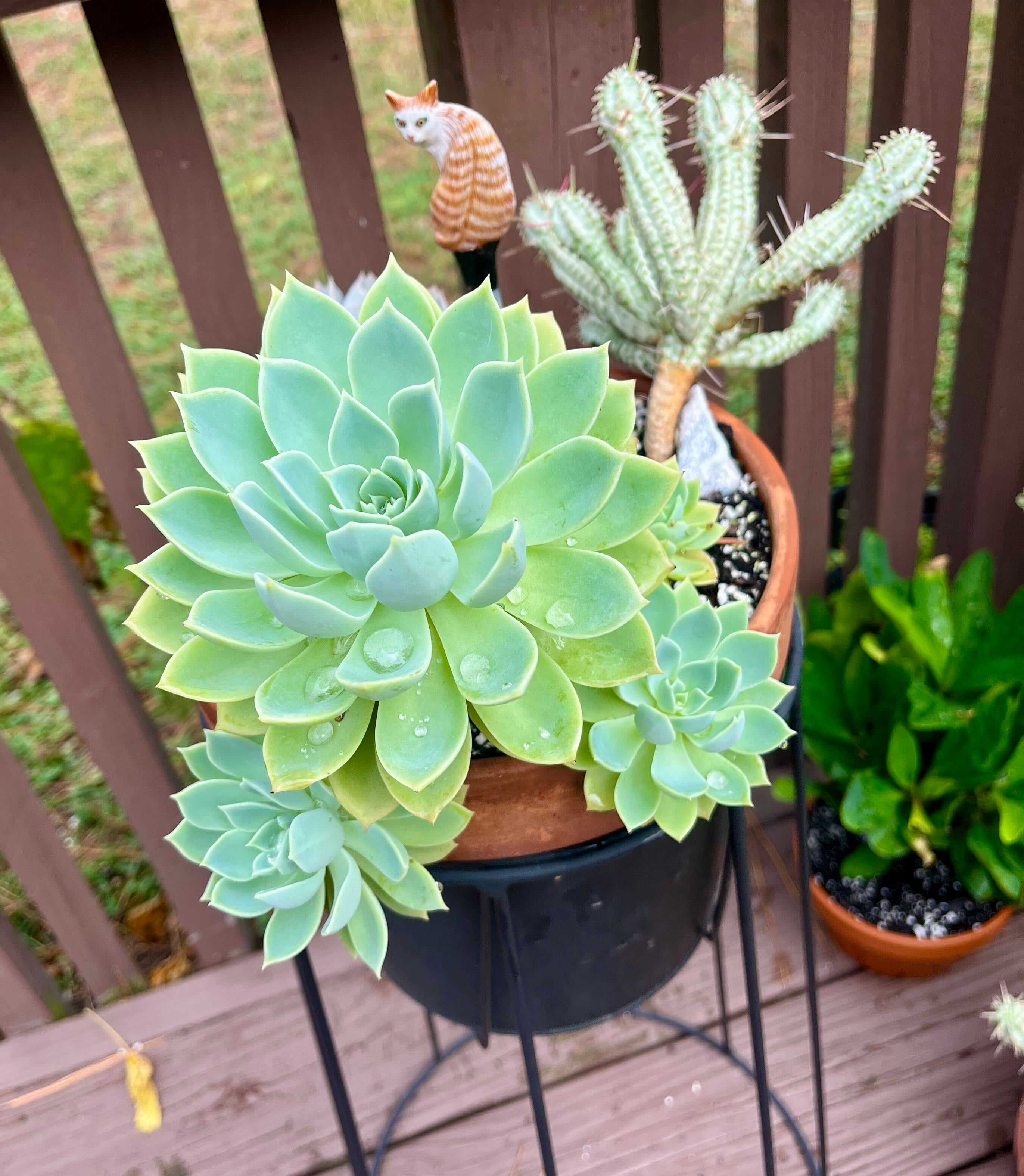 How to Care for Graptoveria 'Francesca': Mastering Water, Sunlight & More