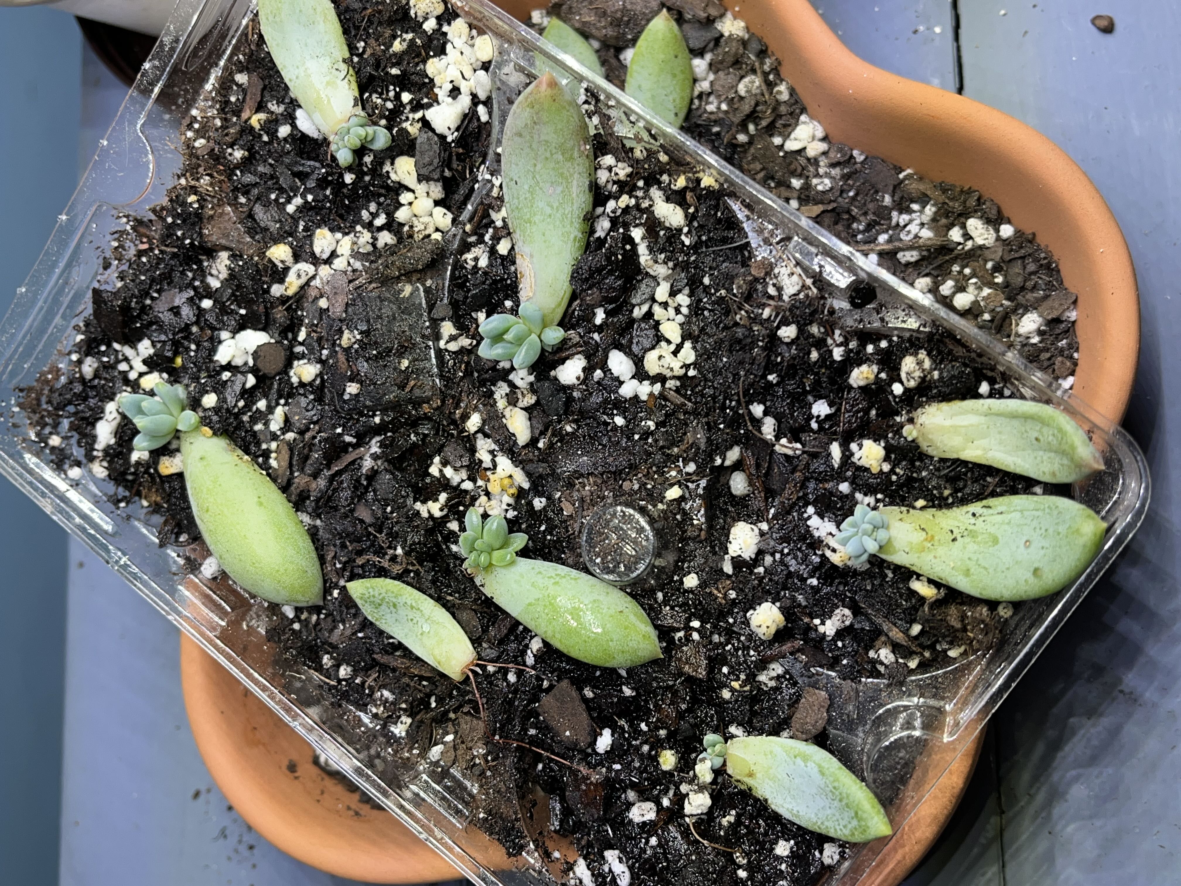 Understanding Sedum 'SunSparkler Firecracker': The Basics 🎆