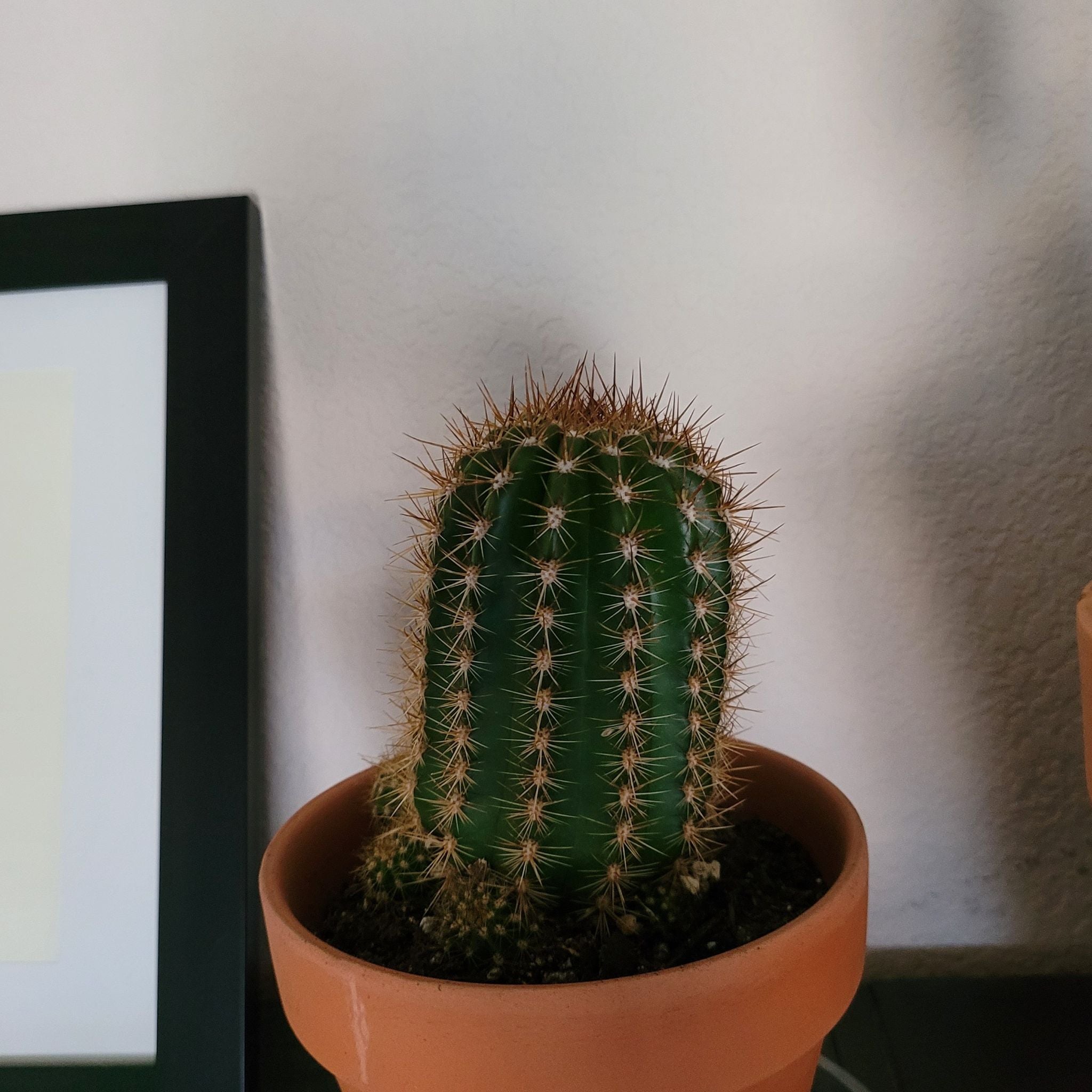 Propagating Torch Cactus: Step-by-Step Guide