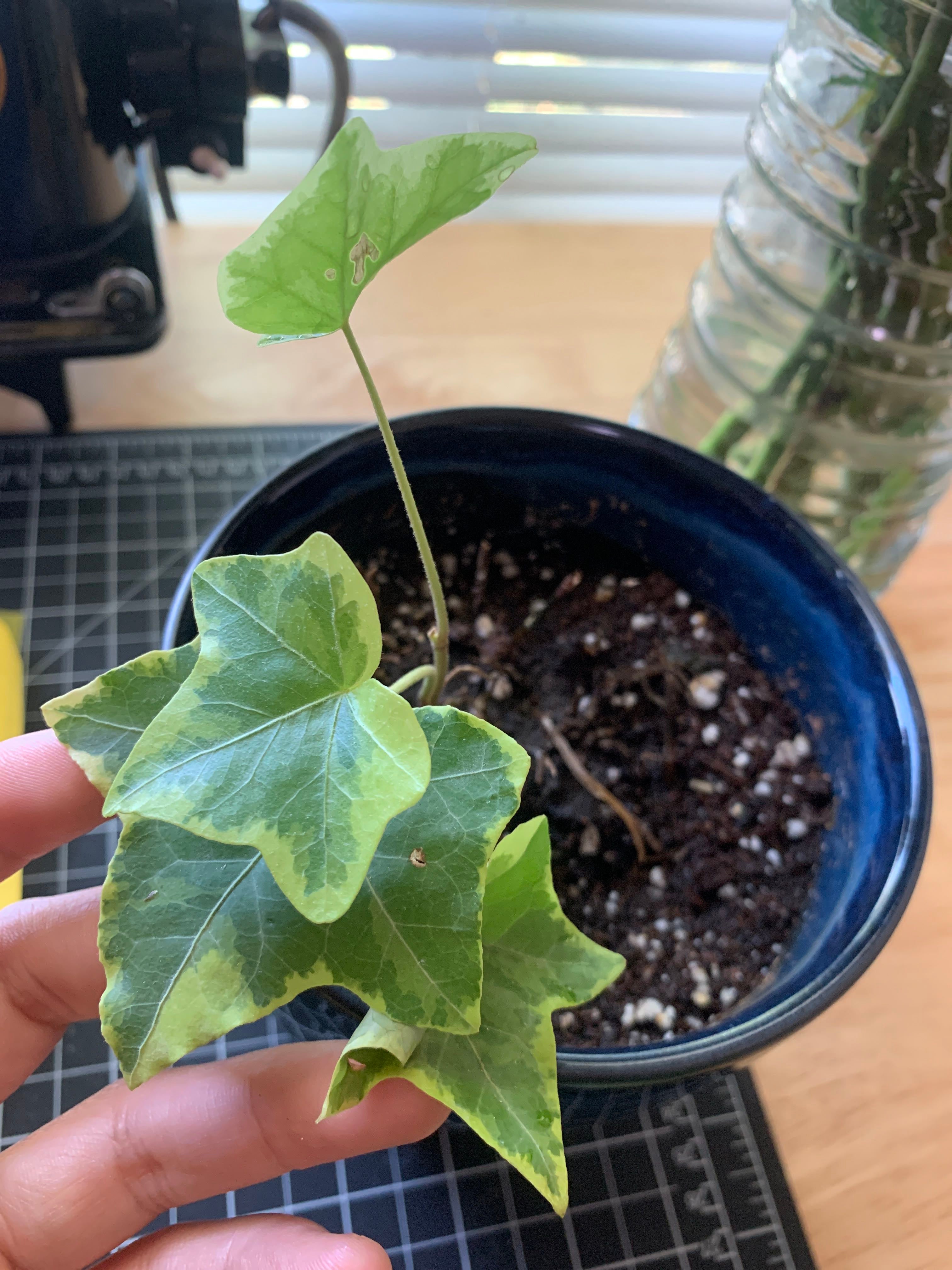 How to Care for English Ivy: Mastering Water, Sunlight & More