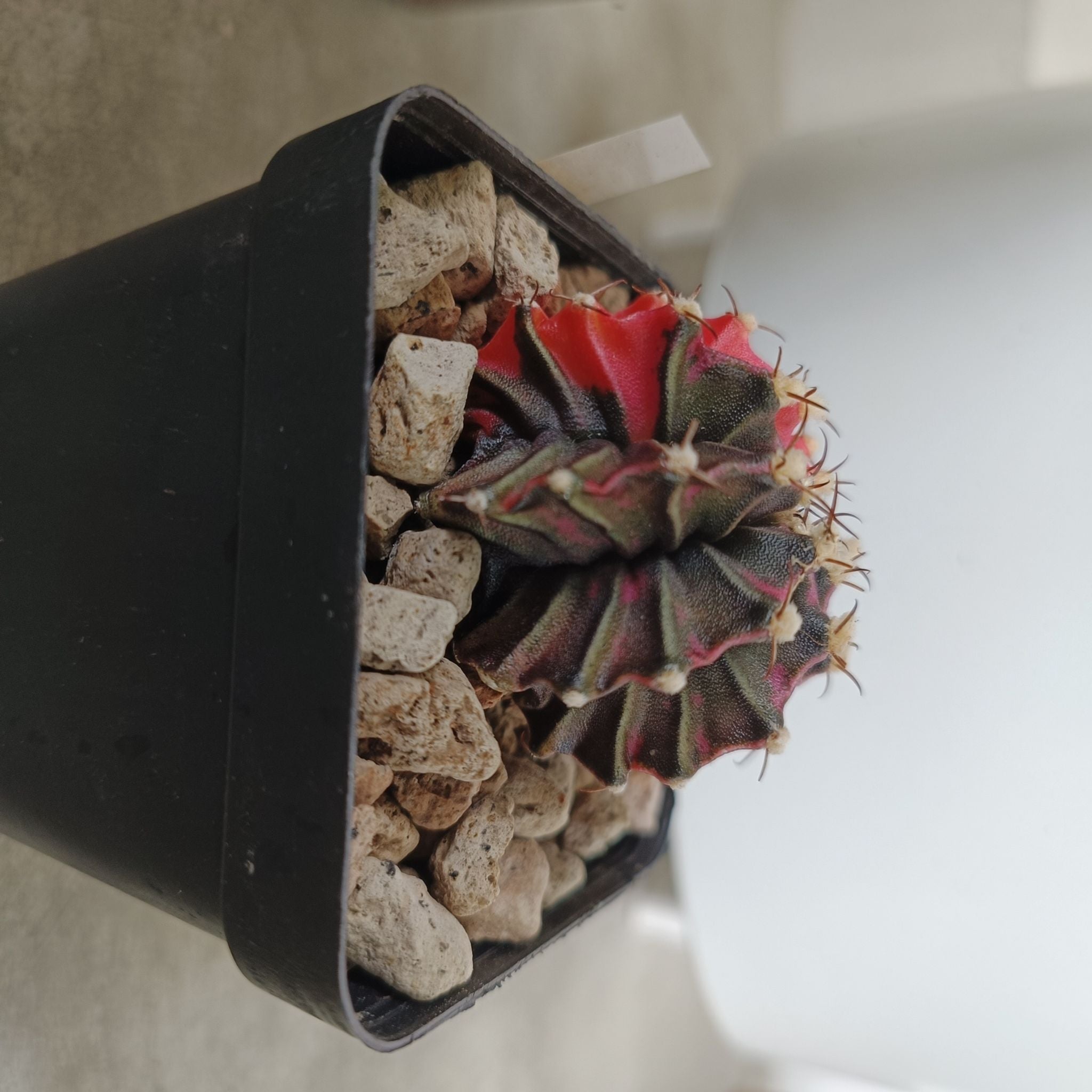 Soil Recommendations for Gymnocalycium stenopleurum