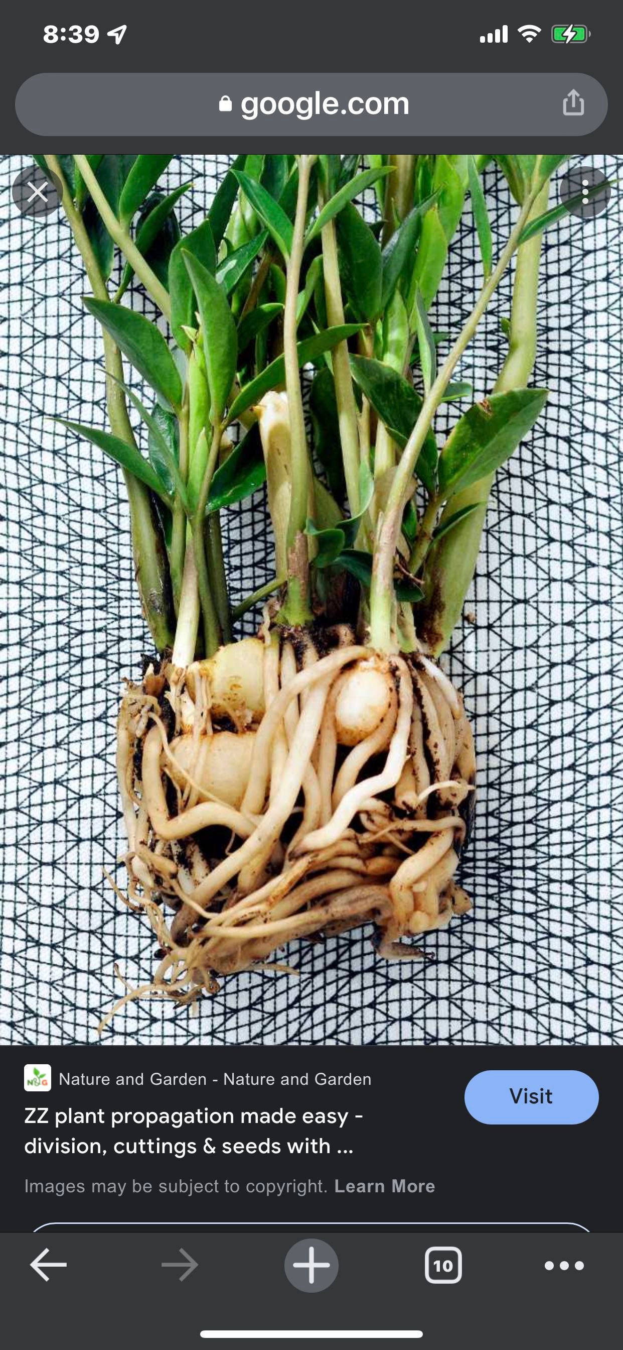 What is this weird bulb at the base of my zz plant?