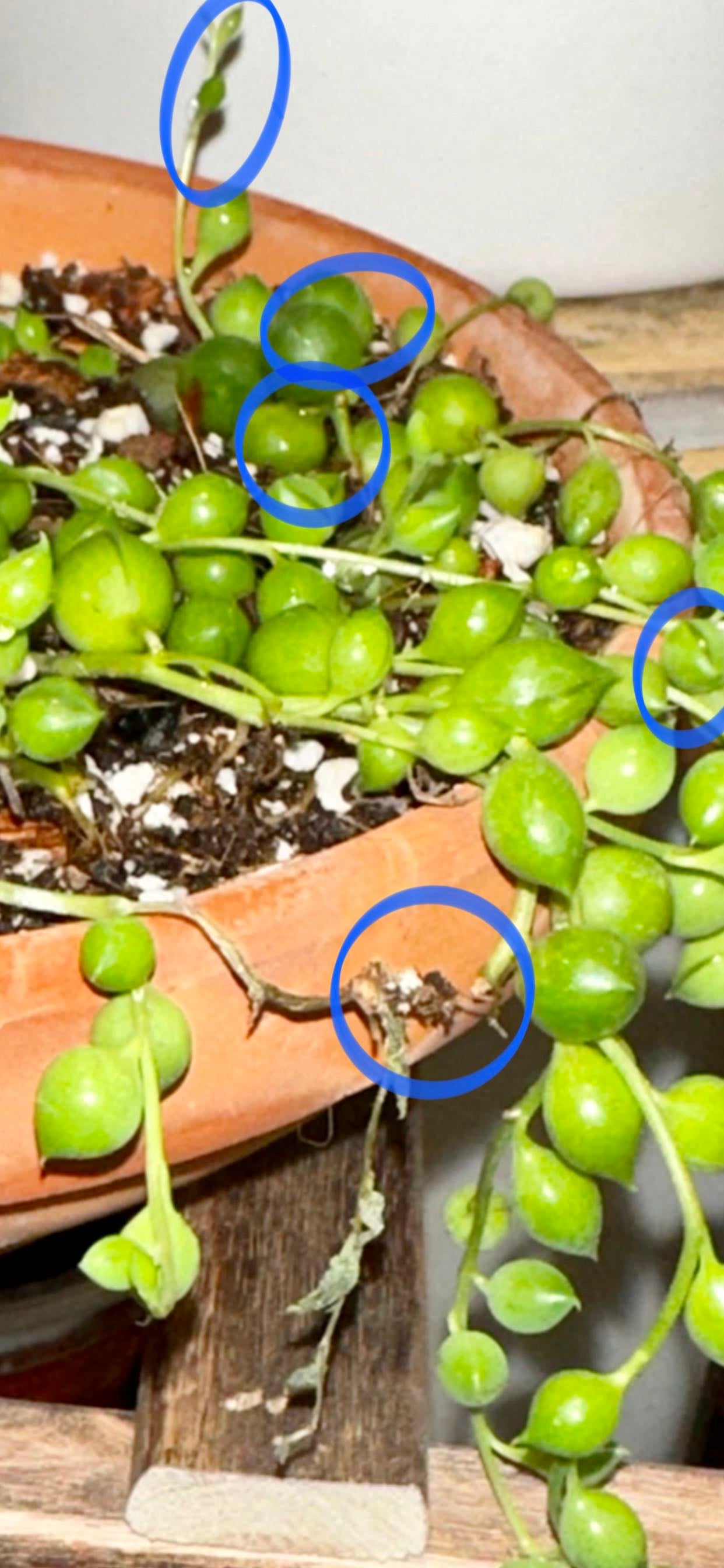 Why are the tops of the strings dying?