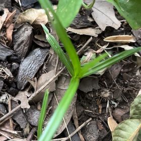 False Nutsedge Plant Care: Water, Light, Nutrients | Greg App 🌱