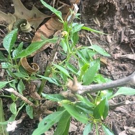 How to Care for almond tree: Mastering Water, Sunlight & More