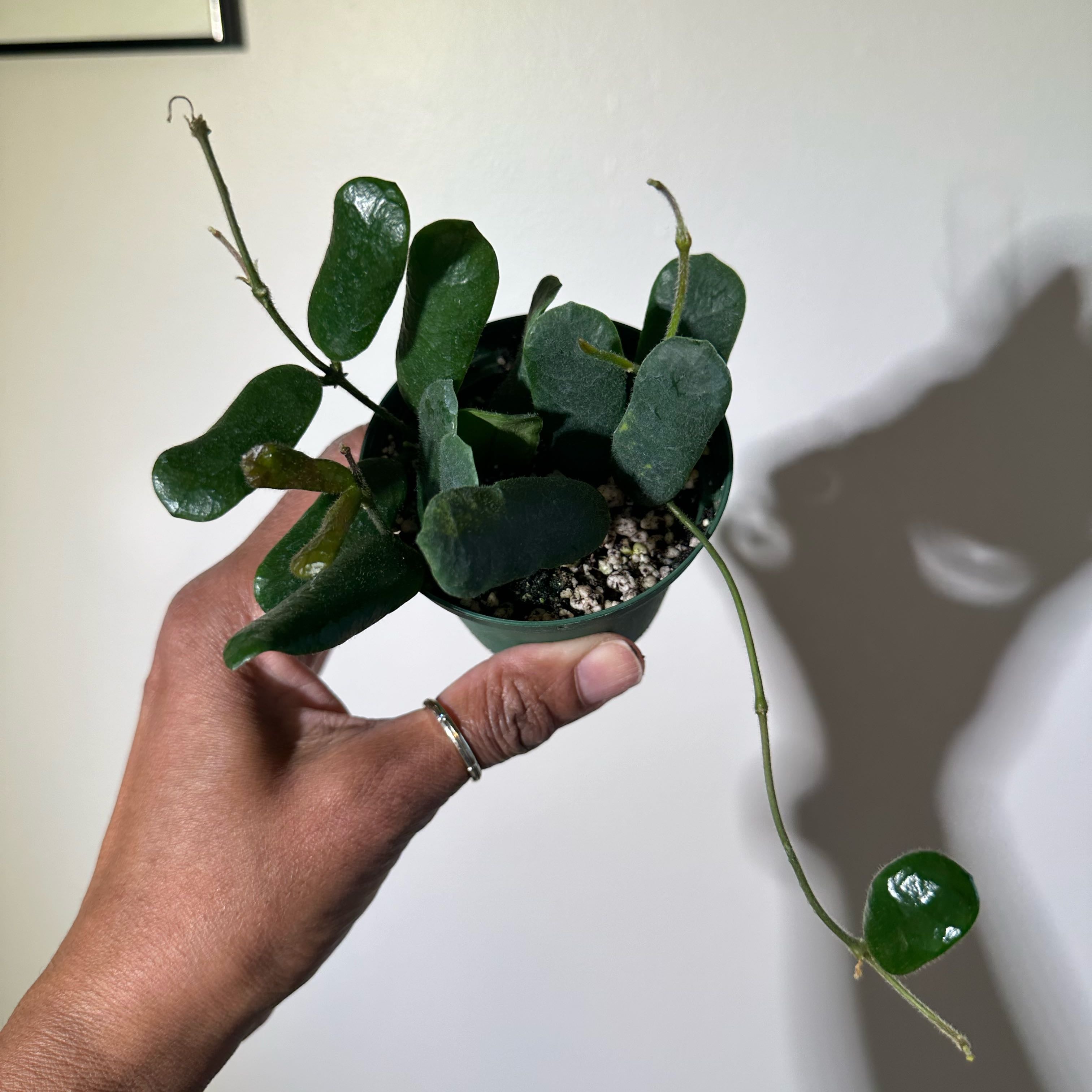 Why Are There Brown Spots on My Hoya rotundiflora?