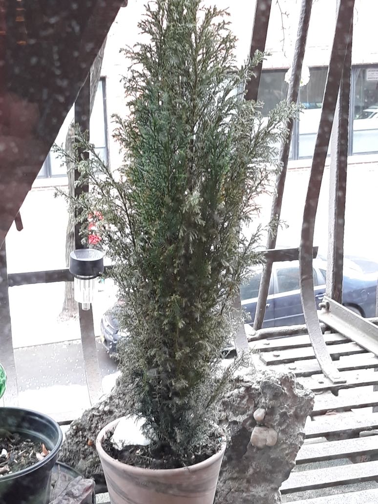 🌲 8 Steps to a Healthy Outdoor Mini European Cypress Tree