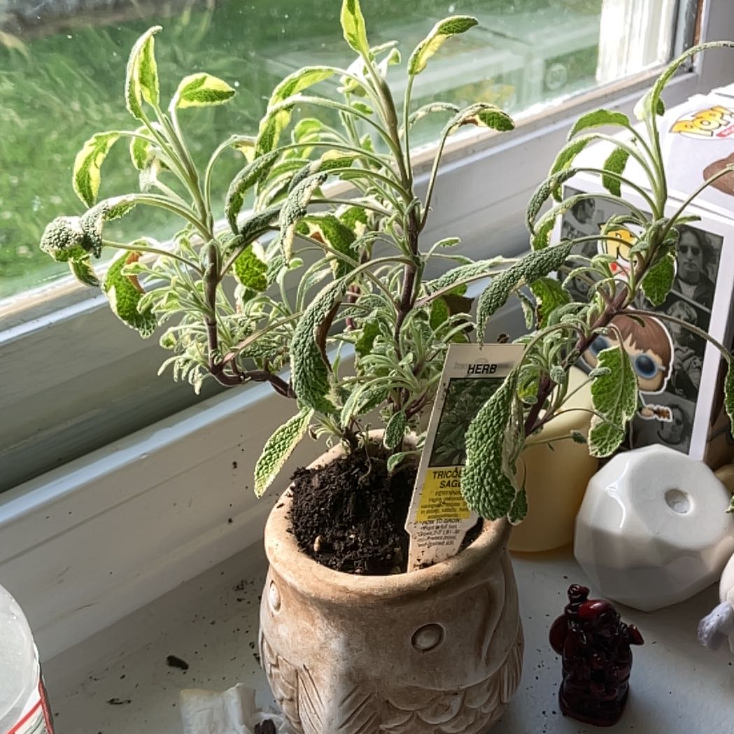 The Complete Tricolor Sage Plant Care Guide: Water, Light & Beyond