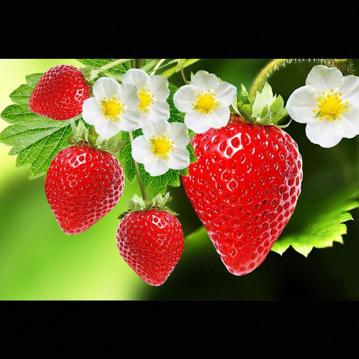 🍓 What Temperature Should My Garden Strawberry Be Kept At?