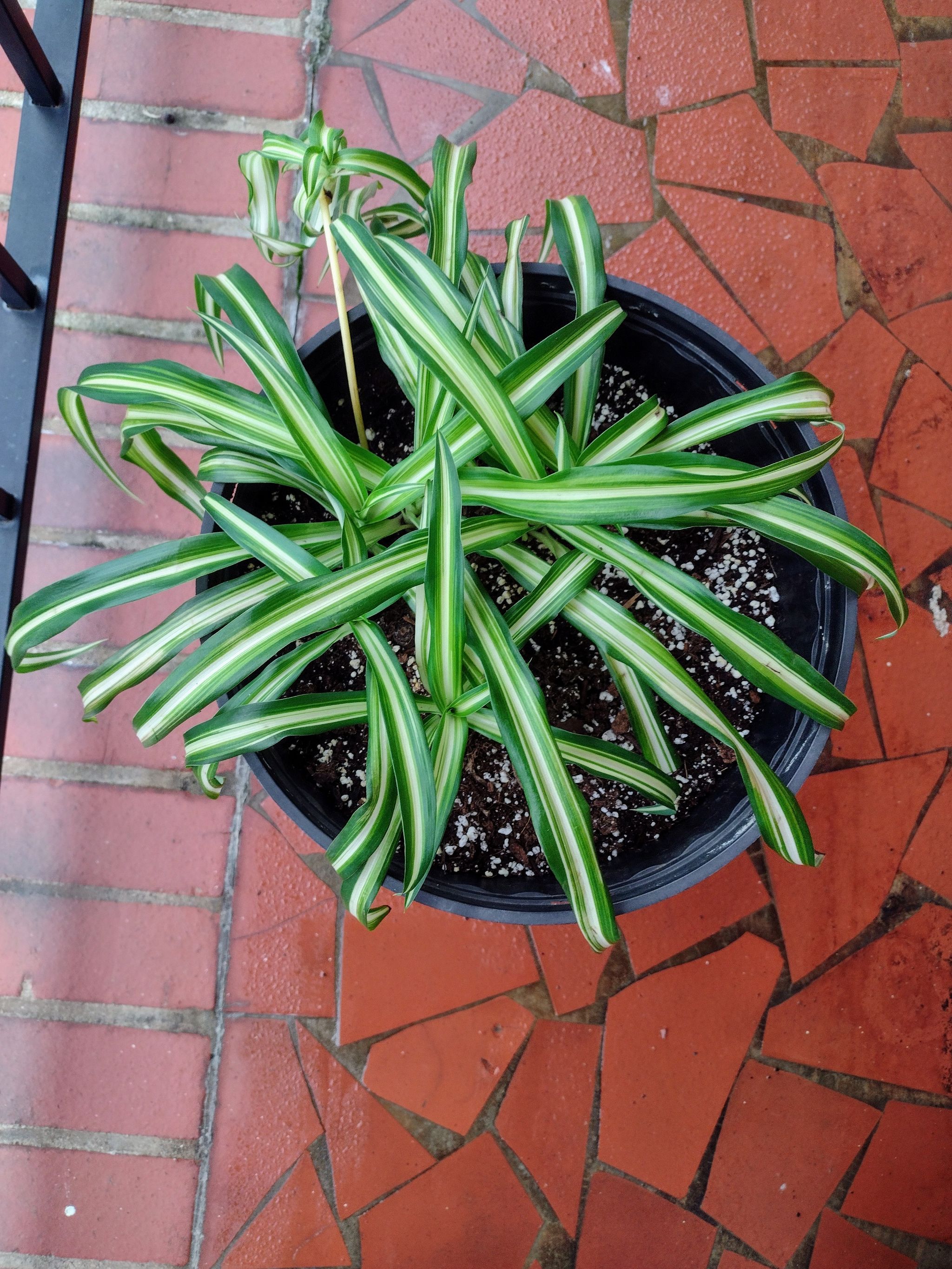 Spider Plant Care 101: Water, Light & Growing Tips