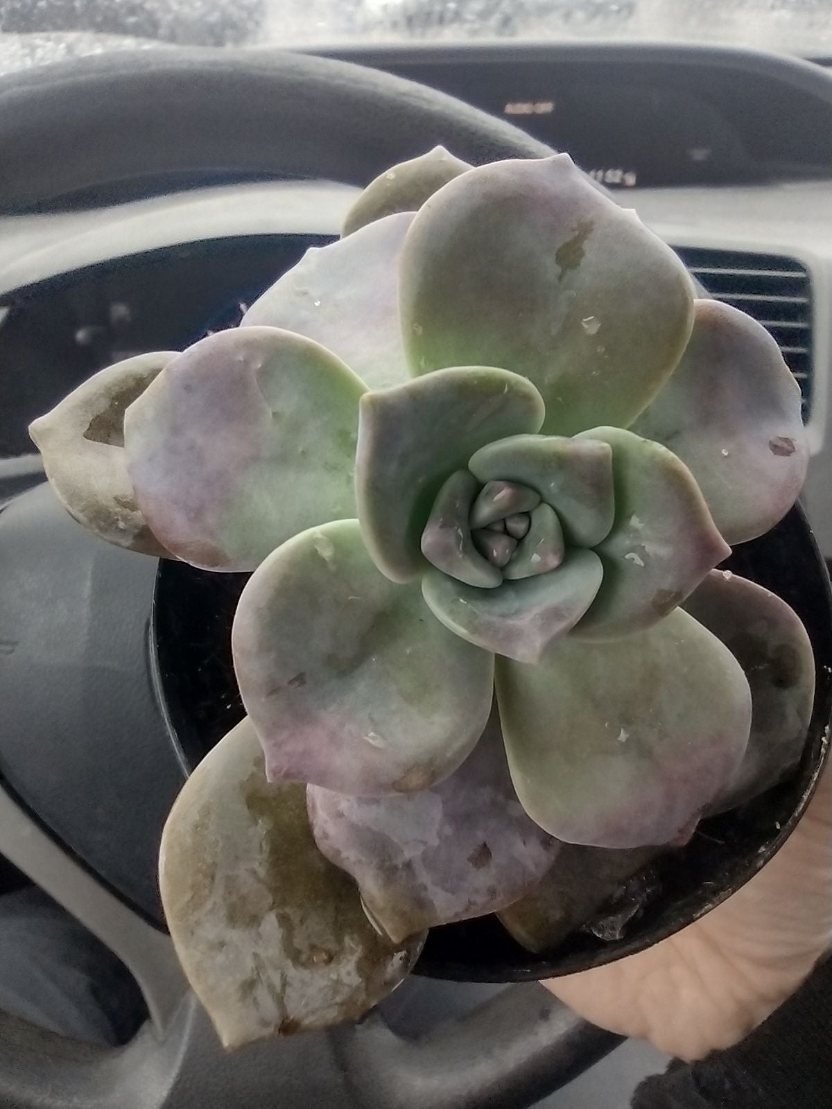 🌙 Step-by-Step Guide for How to Plant Moonglow