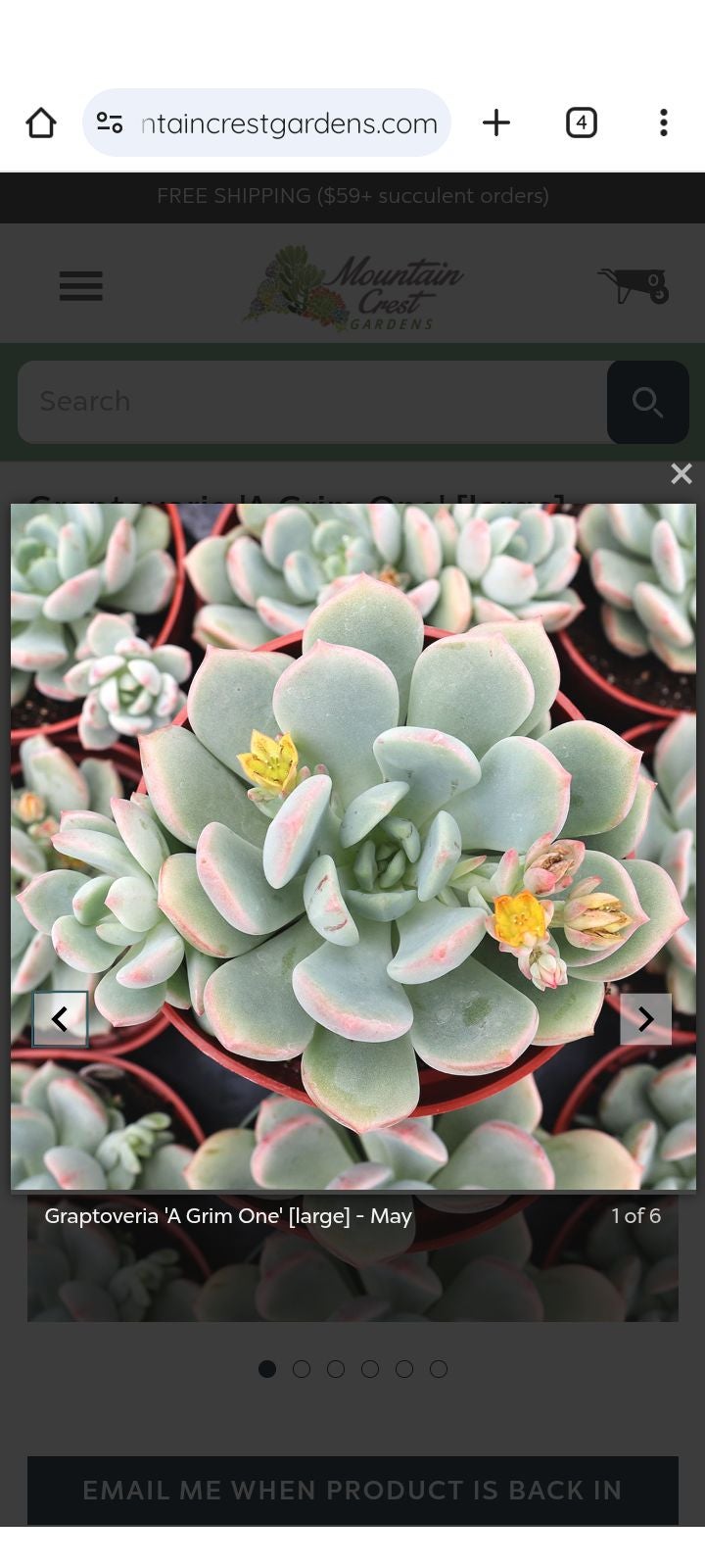 Graptoveria 'Francesca': How Much Water & Light Does it Need to Thrive?