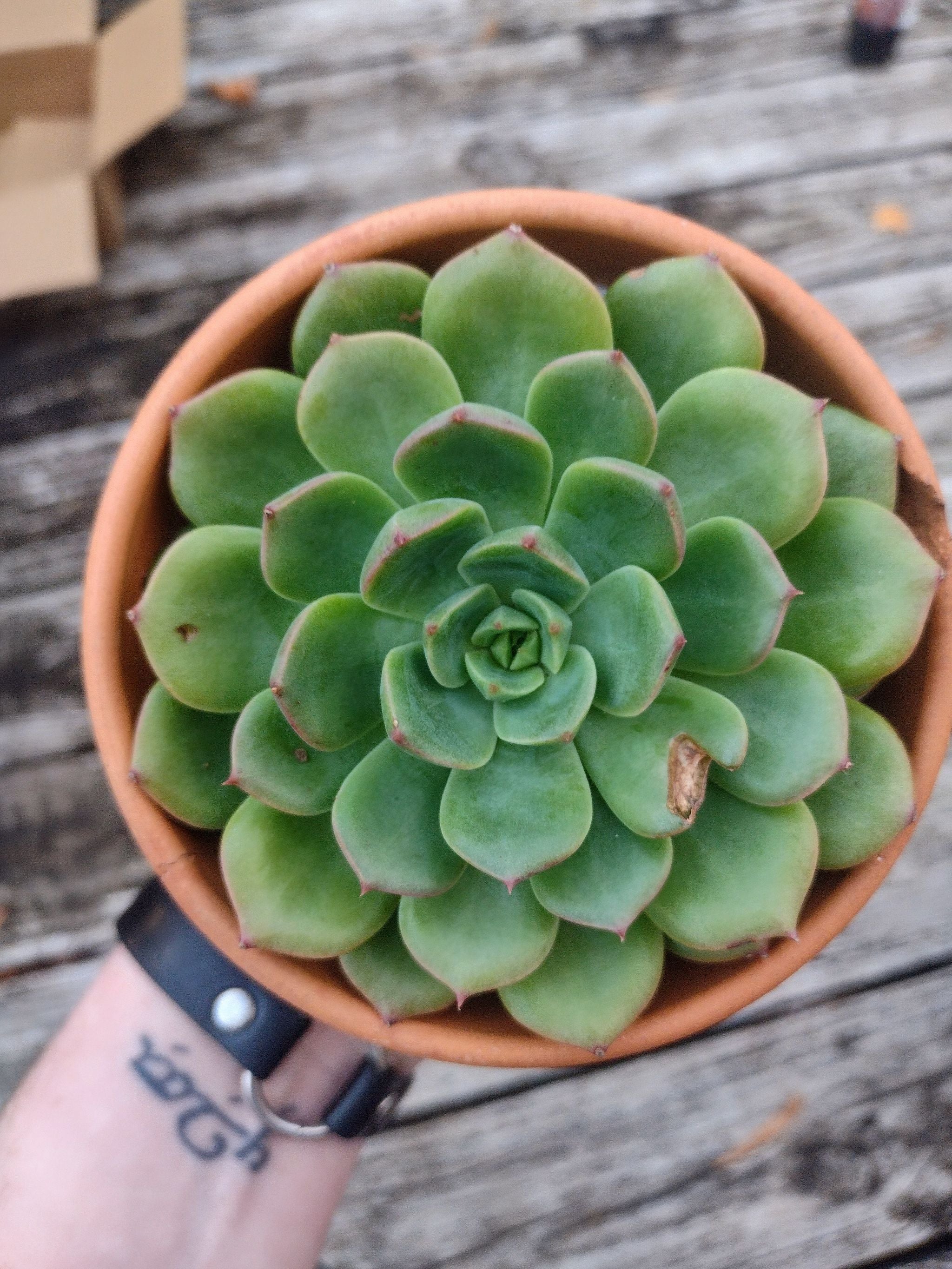 Keep Your Graptoveria 'Francesca' Alive: Light, Water & Care Instructions